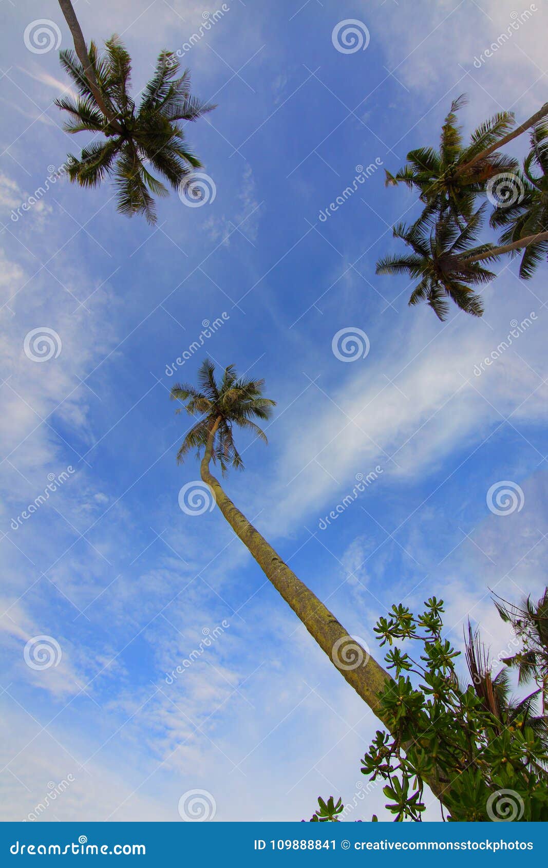 Clouds, Coconut, Trees Picture. Image: 109888841