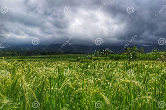 Dramatic Sky Over Rice Fields Stock Image - Image of dramatic, storm ...