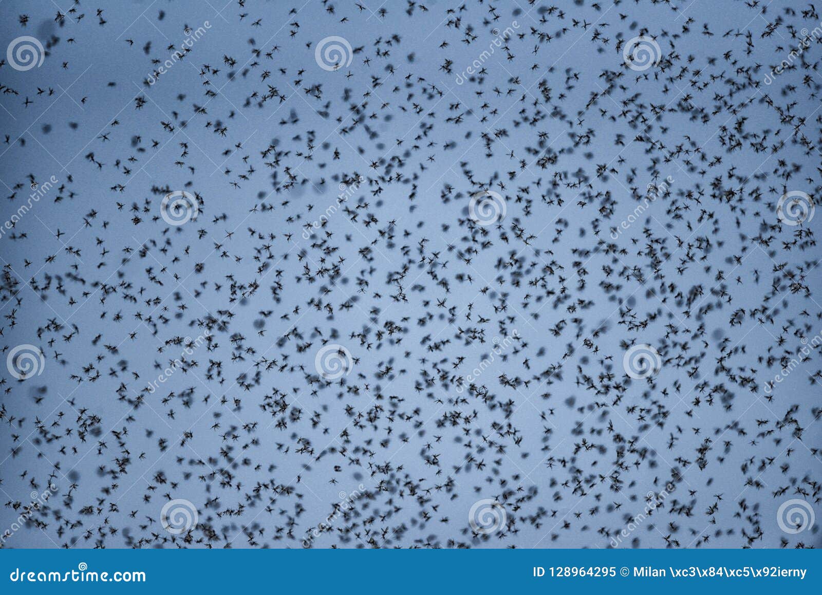 Clouds of mosquitoes stock image. Image of insects, backdrop - 128964295