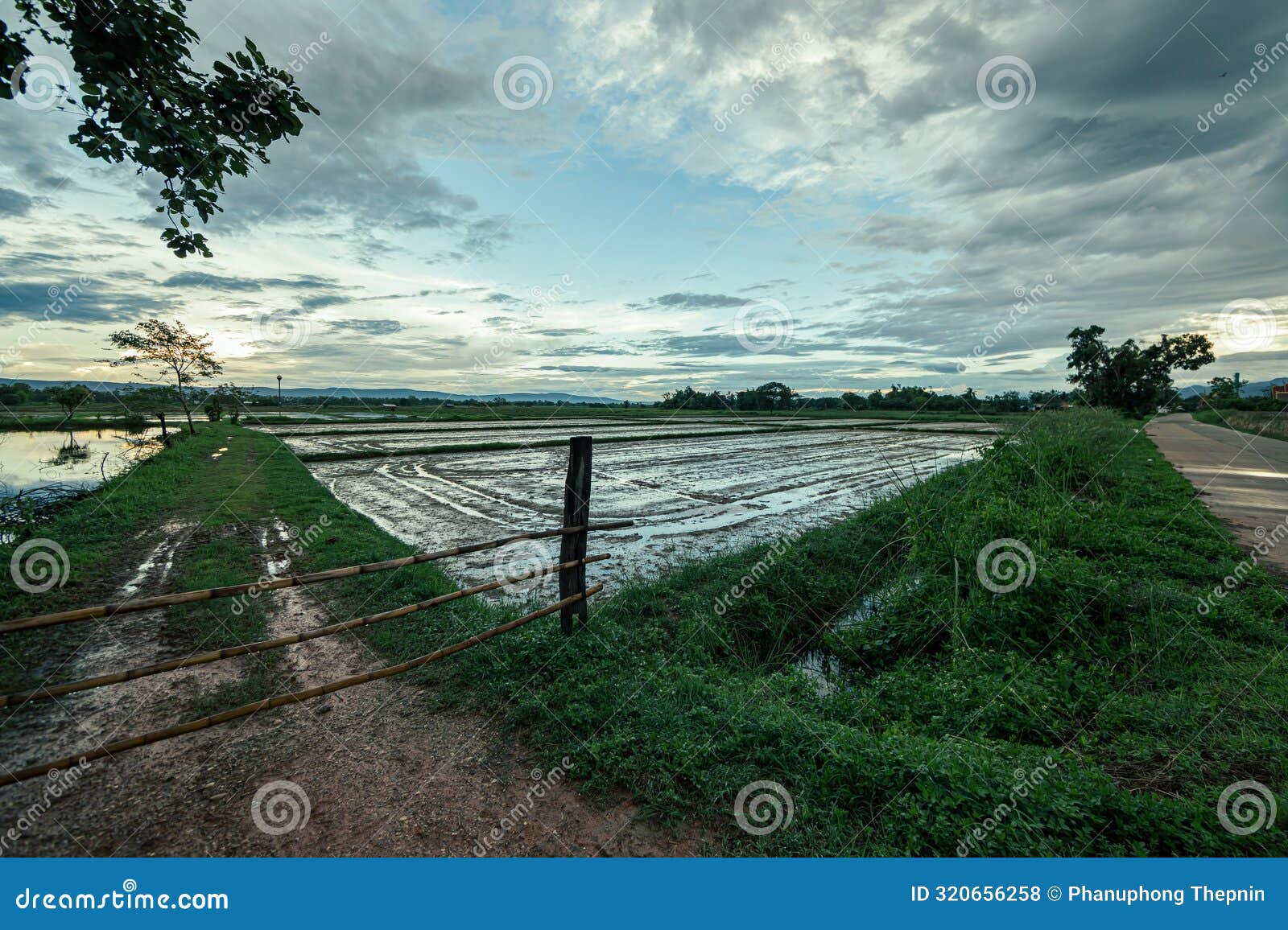Clouds and Rain Storm Over the Rice Field Stock Photo - Image of ...