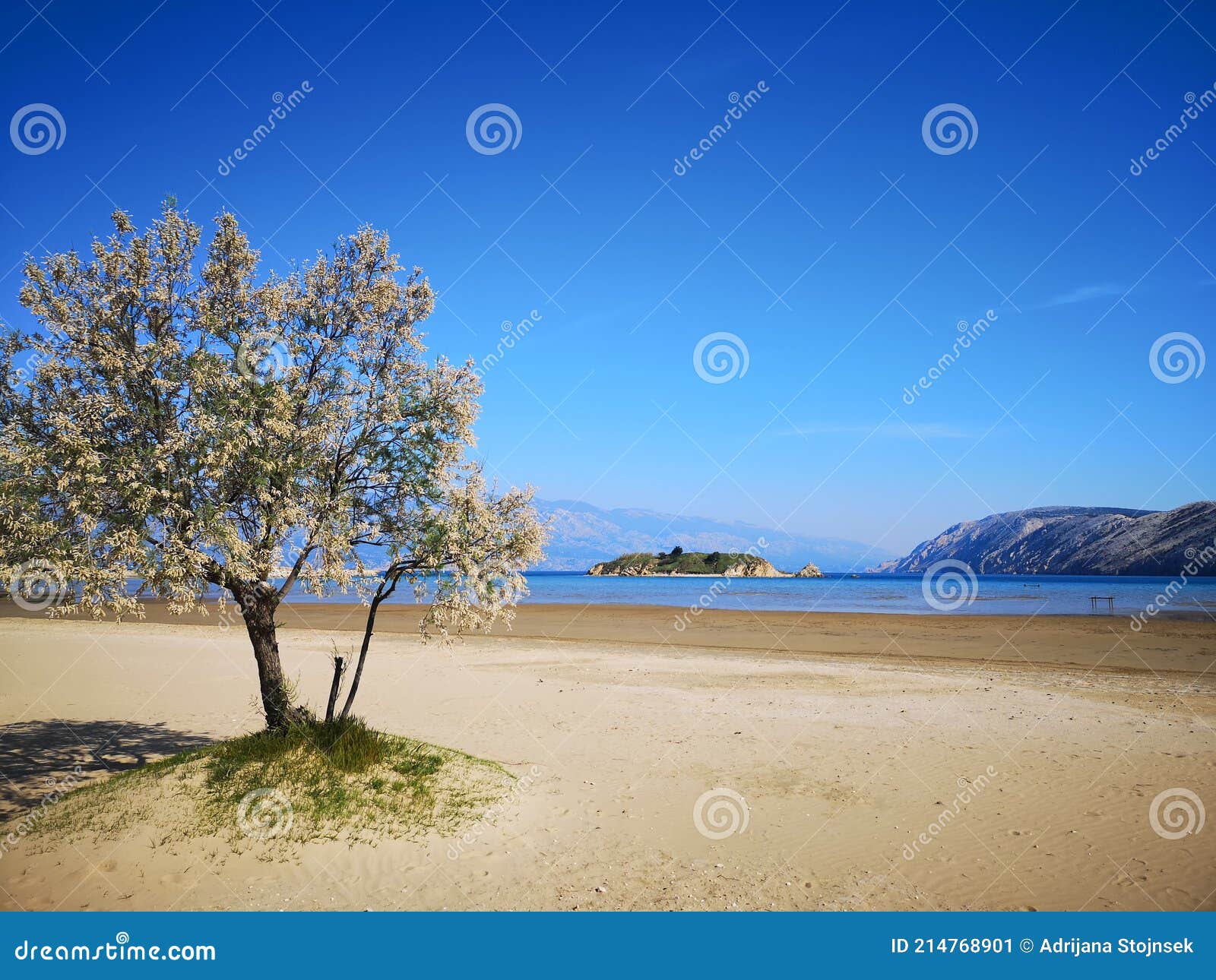 Tree on sand stock image. Image of shore, cloud, flower - 214768901