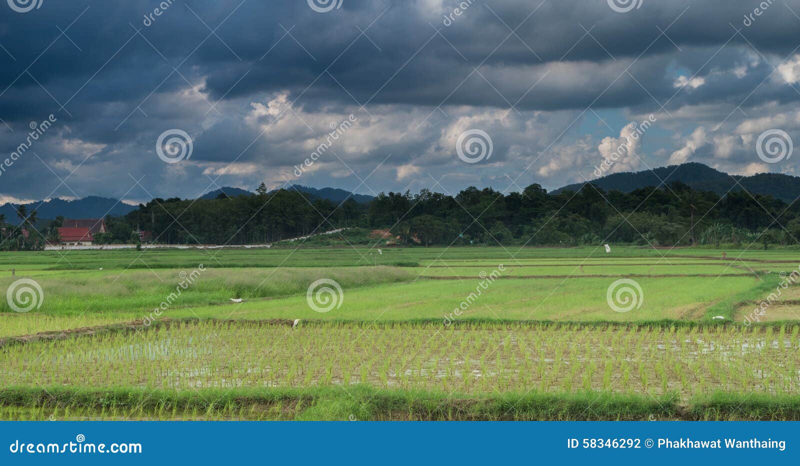 Clouds sky and rice fields stock photo. Image of landscape - 58346292