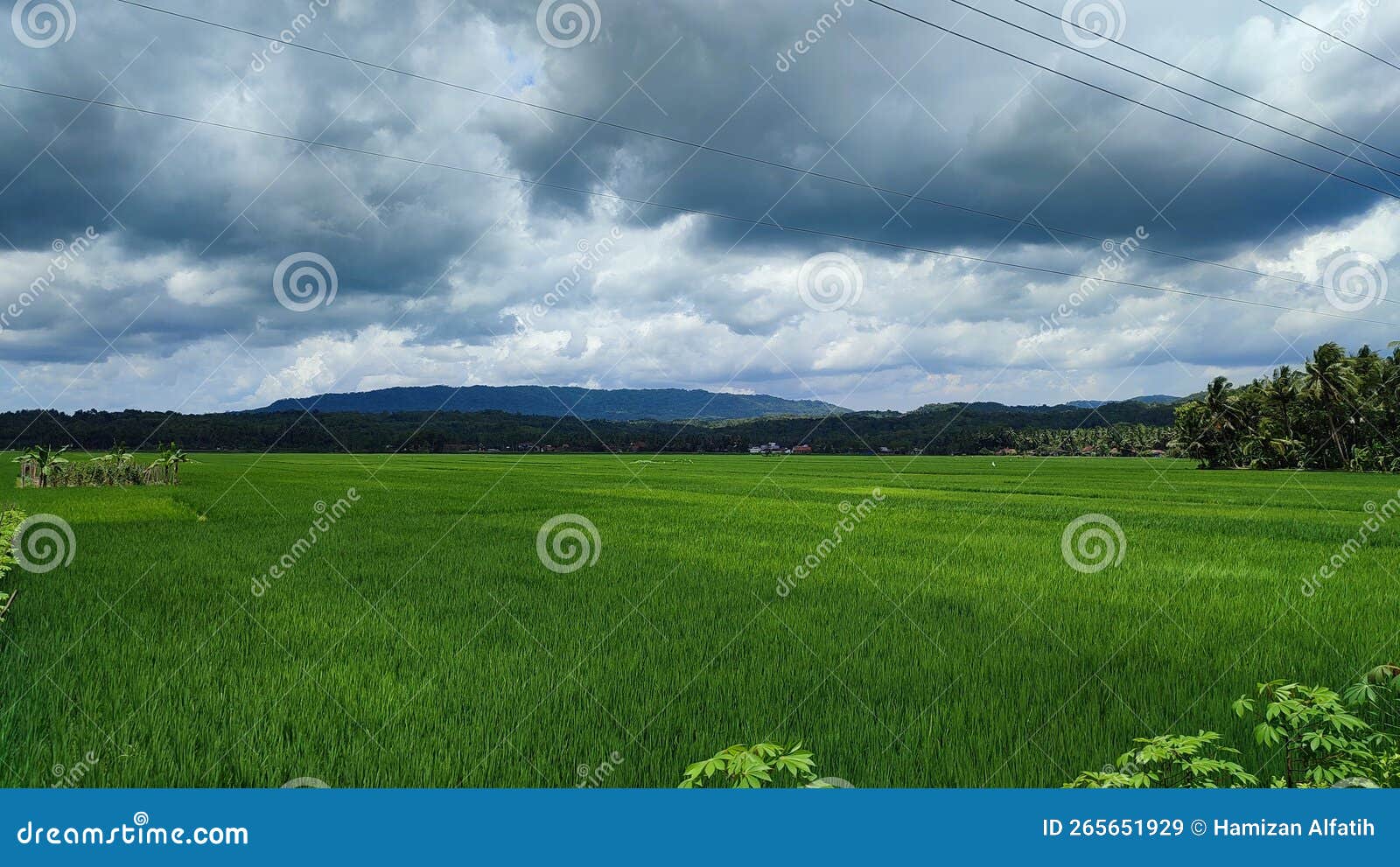 Clouds in a Stunning Rural Rice Field Stock Image - Image of plant ...