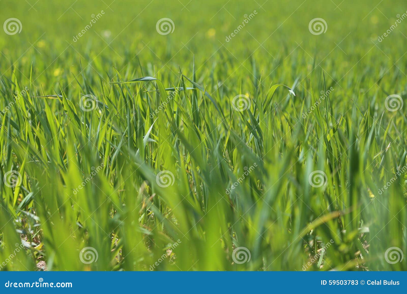 Clean green grass stock image. Image of meadow, nature - 59503783