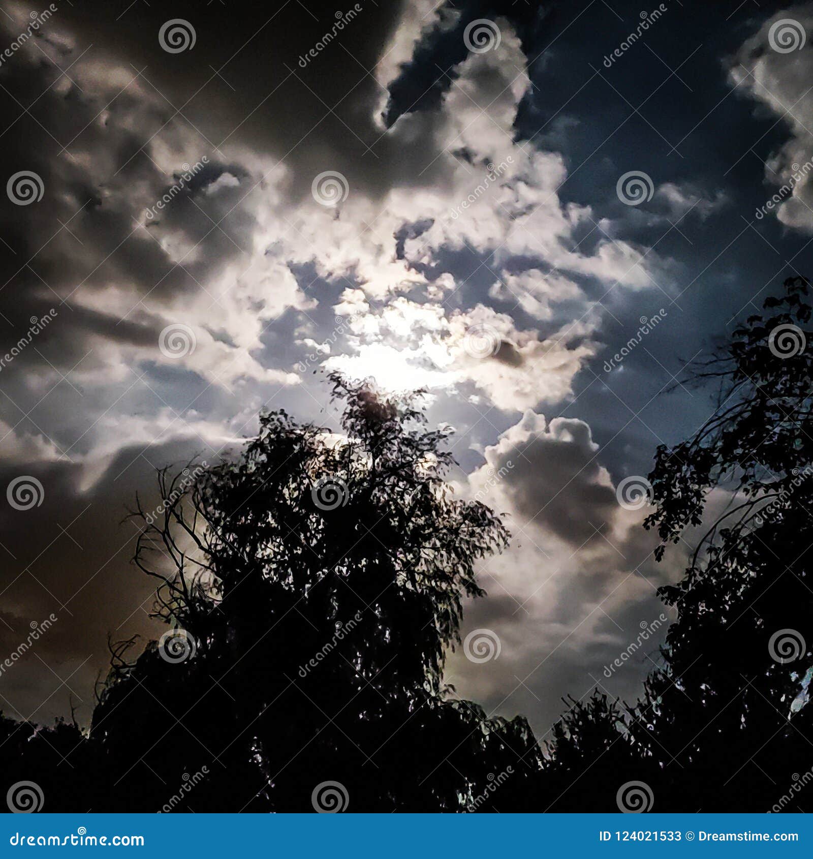 Moonlight stock image. Image of moonlight, trees, moon - 124021533