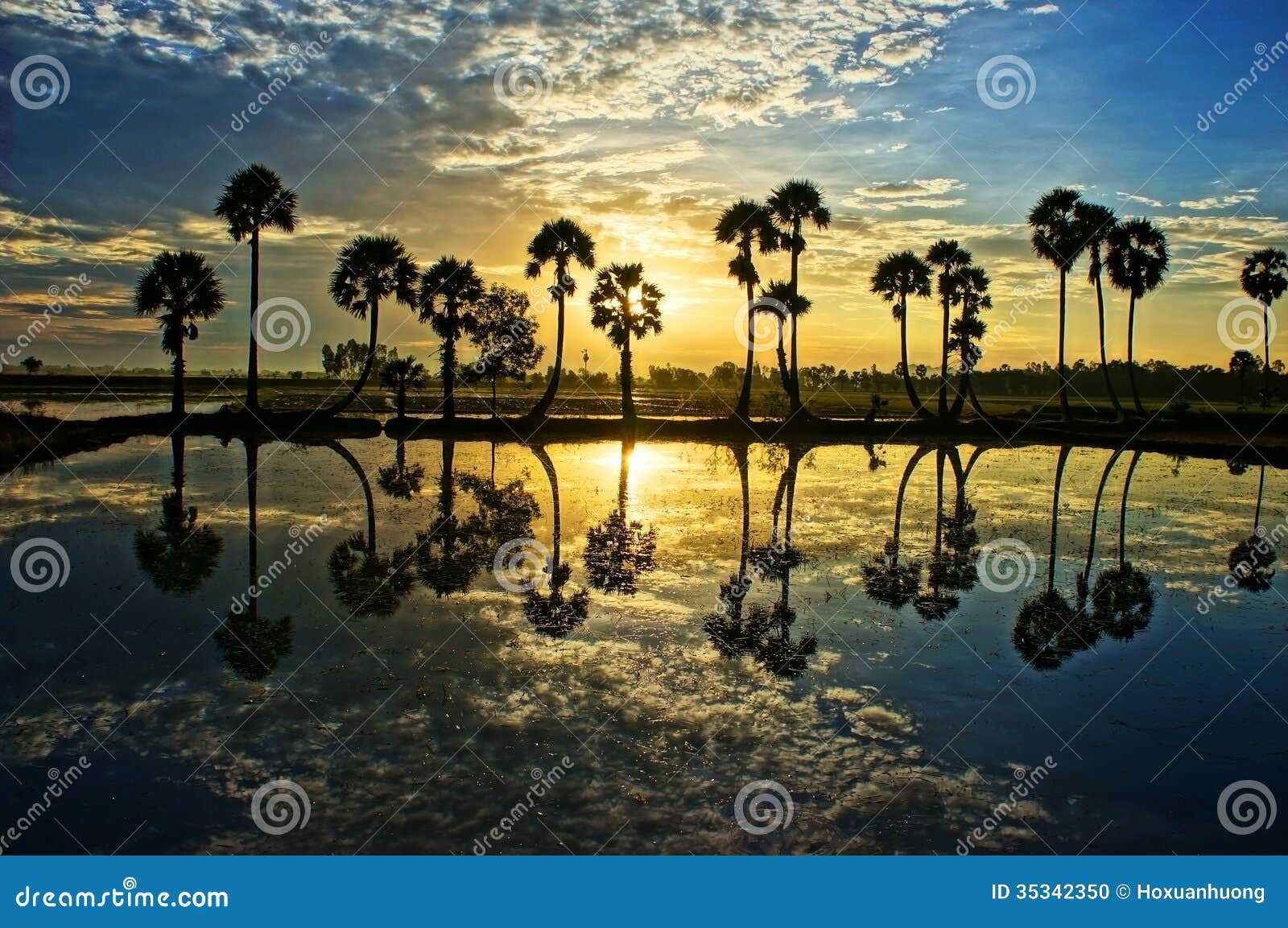 Cloudscape and Palm Trees in Silhouette Reflect on Water in Sunrise ...
