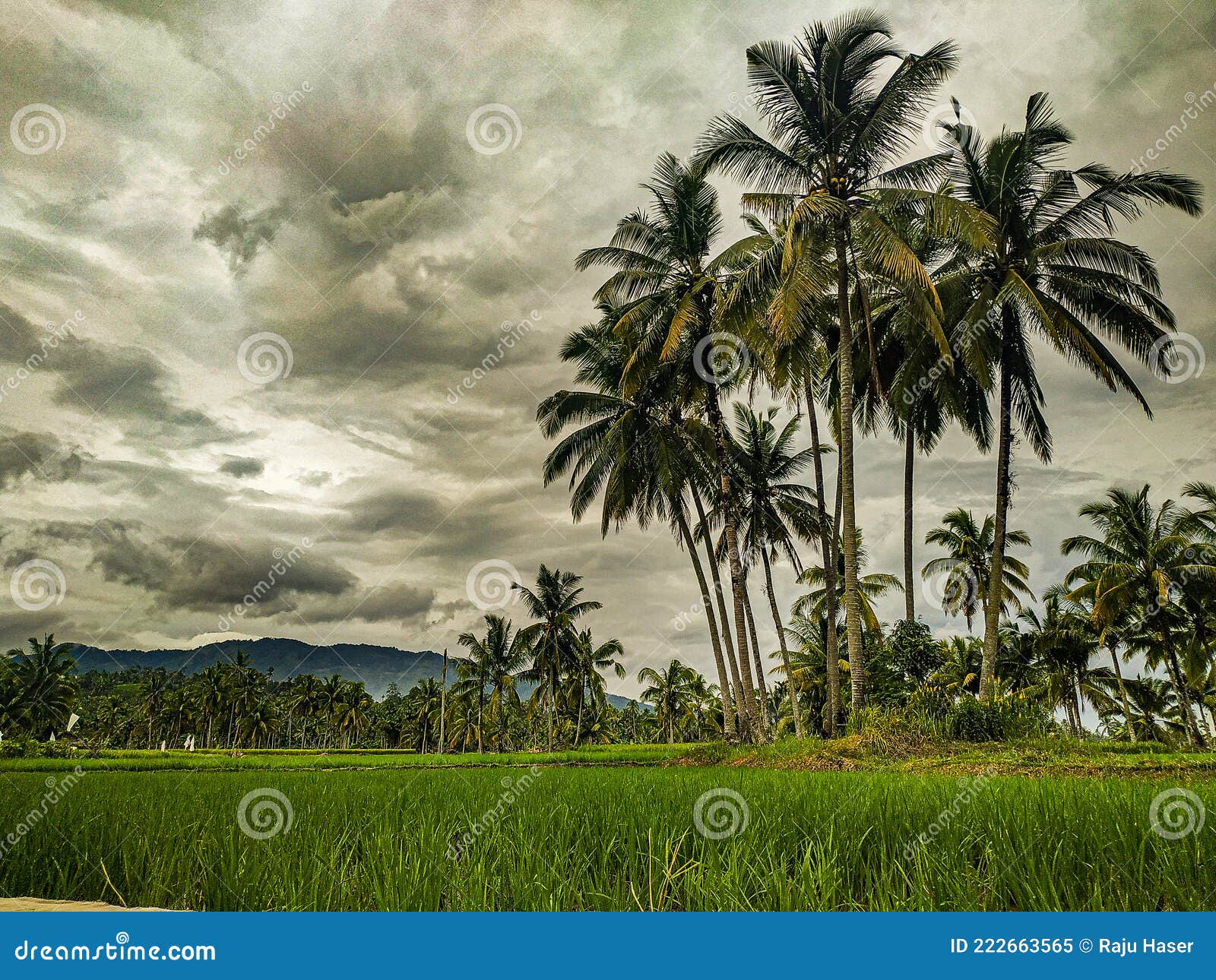 Cloudy Atmosphere on the Edge of the Rice Fields. Stock Image - Image ...