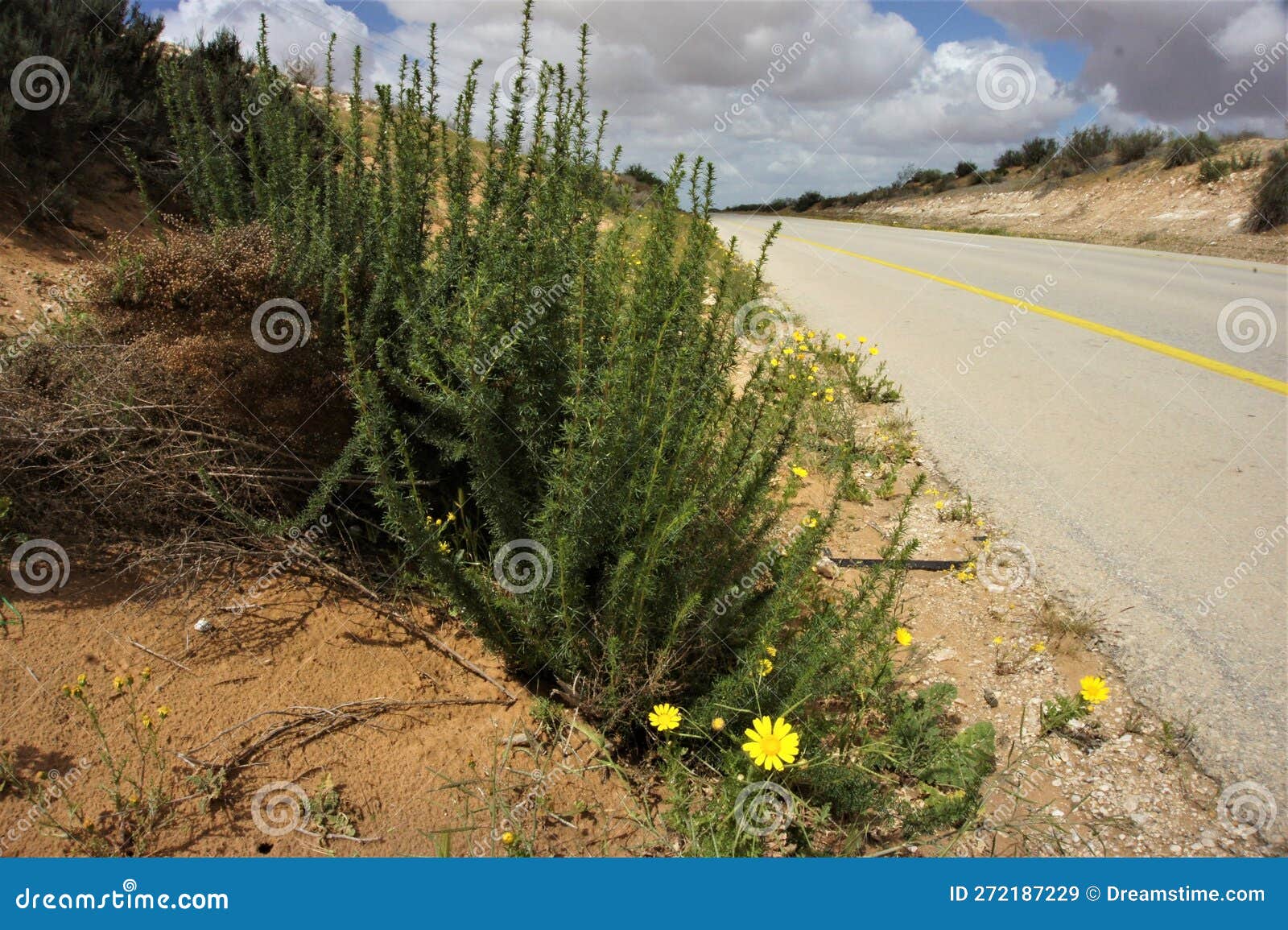 Sandy road. Western Negev. stock image. Image of sand - 272187229