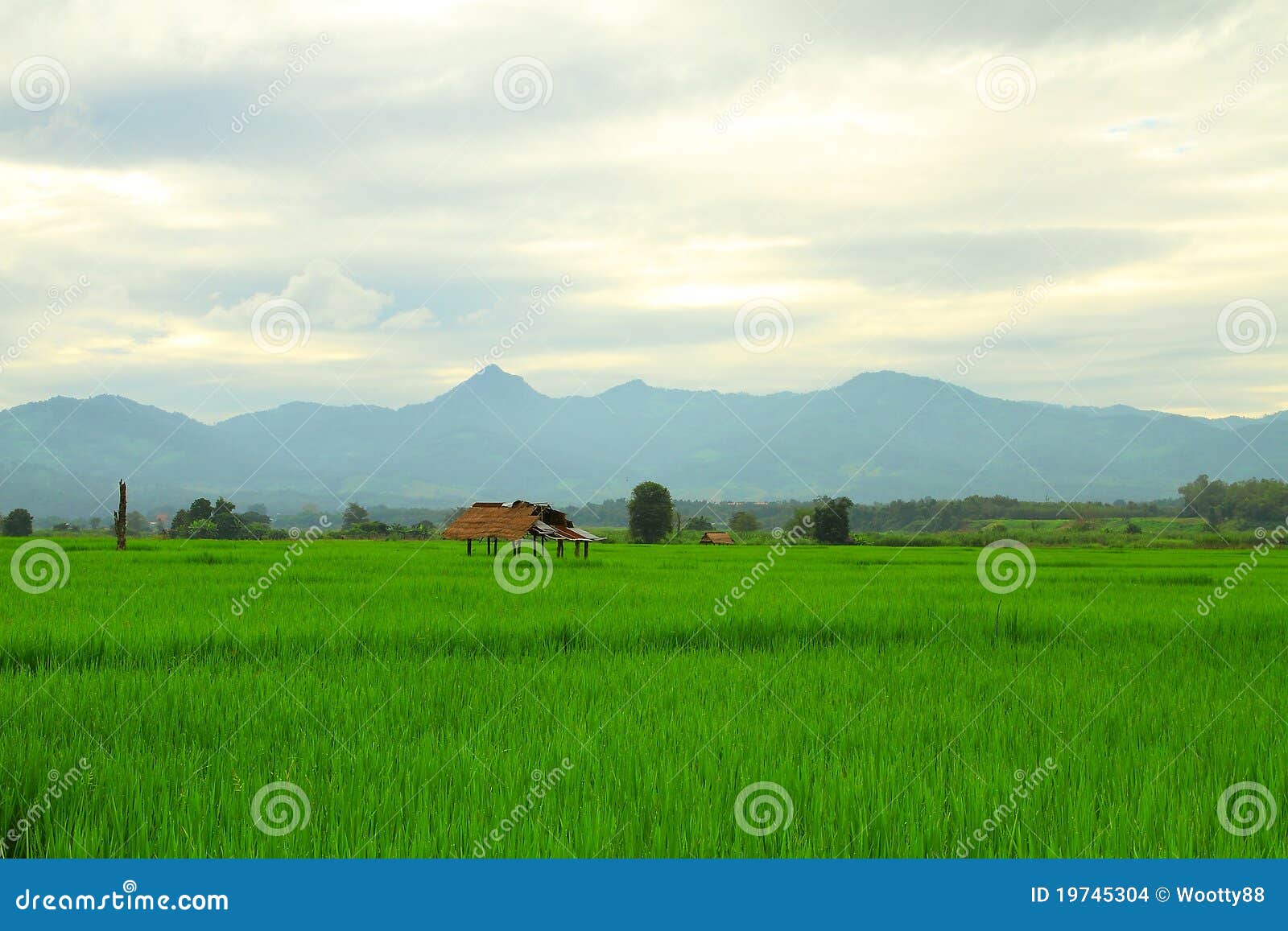Cloudy Day on the Rice Field Stock Photo - Image of thai, rice: 19745304