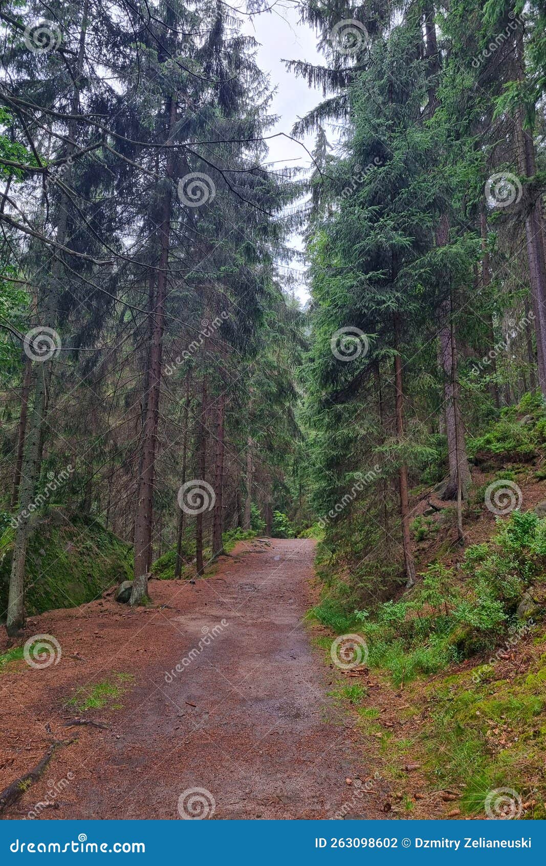 A Cloudy Day in the Woods after the Rain. Rainy Day. Stock Photo ...