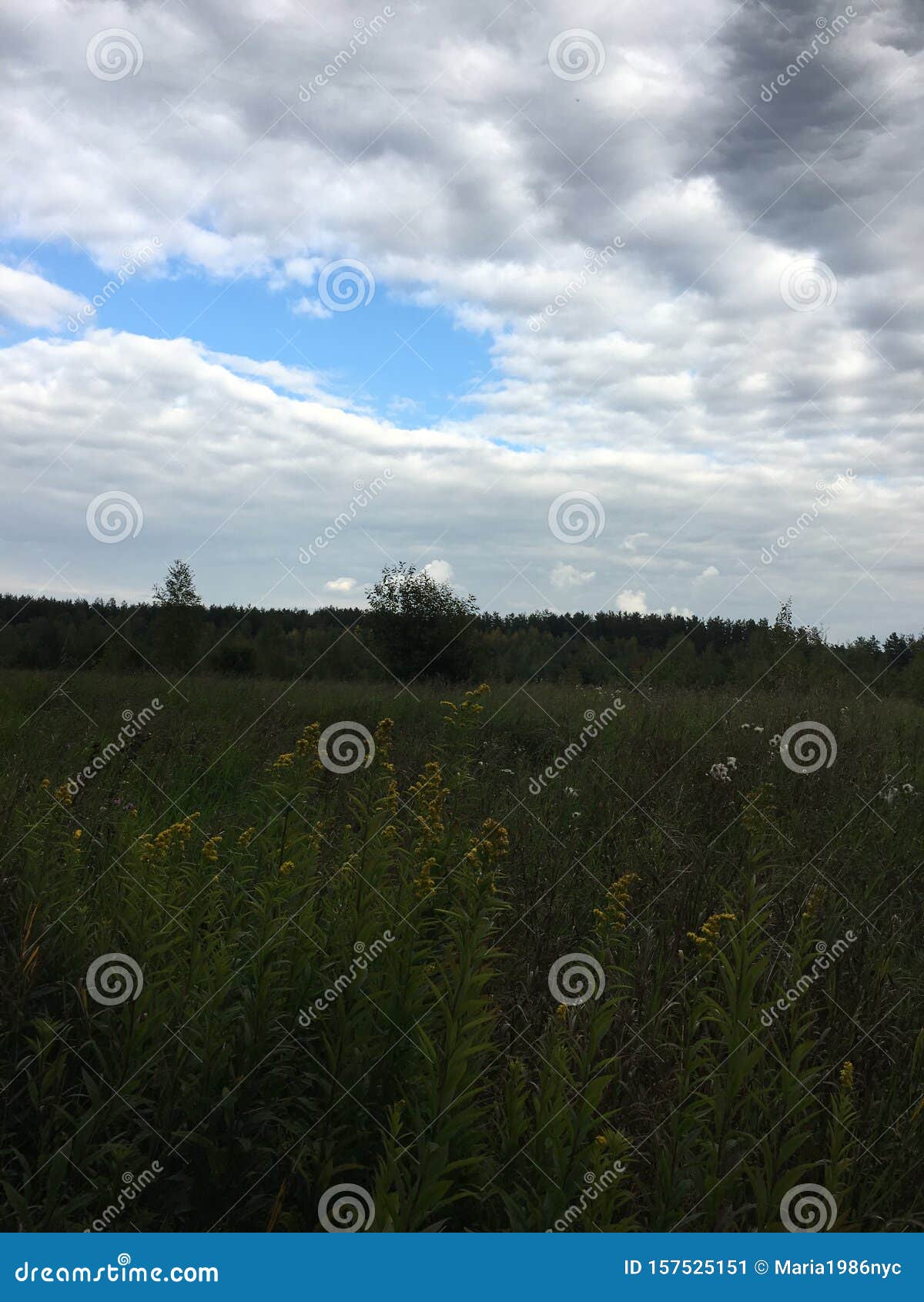 Cloudy Fall Day in Woods at Dachas in Suburbs of Moscow in Russia ...
