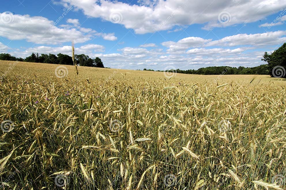 Cloudy Field stock image. Image of country, close, icon - 2687109