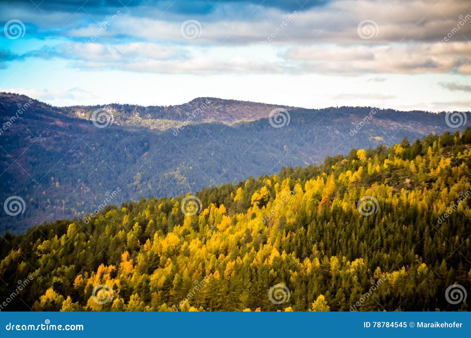 Cloudy Forest Landscape in Norwegian Autumn Stock Image - Image of ...