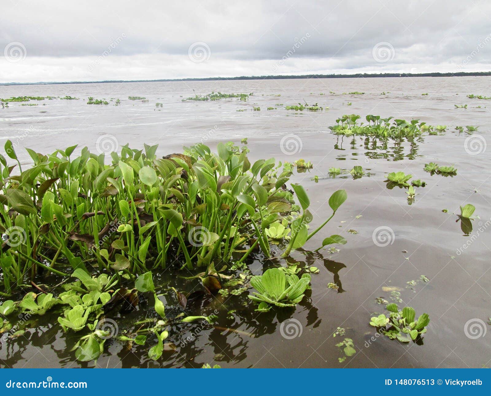 Cloudy Landscape in Amazonas Stock Image - Image of leaf, green: 148076513