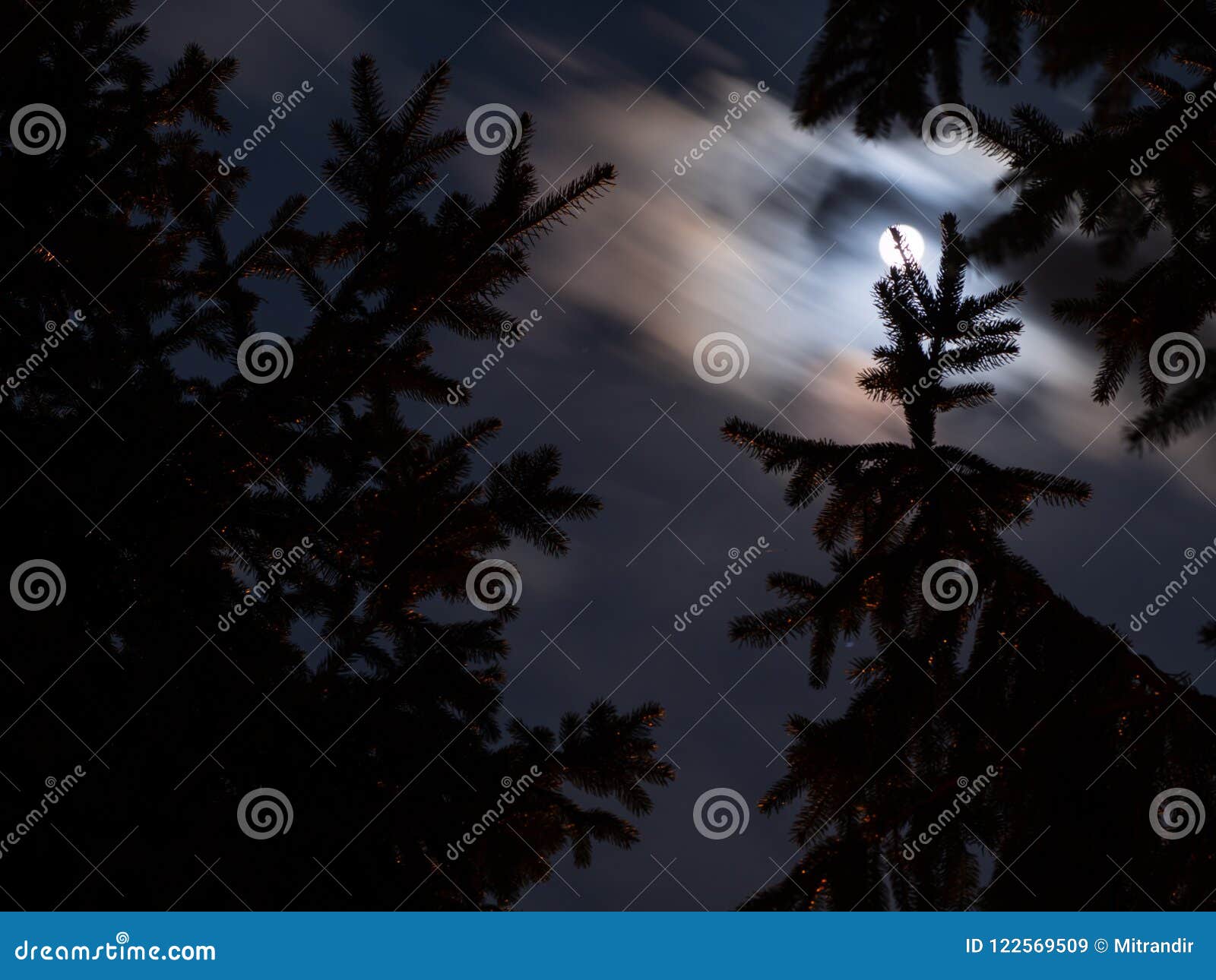 Cloudy Moonlit Night Over Spruce Forest Stock Image - Image of light ...