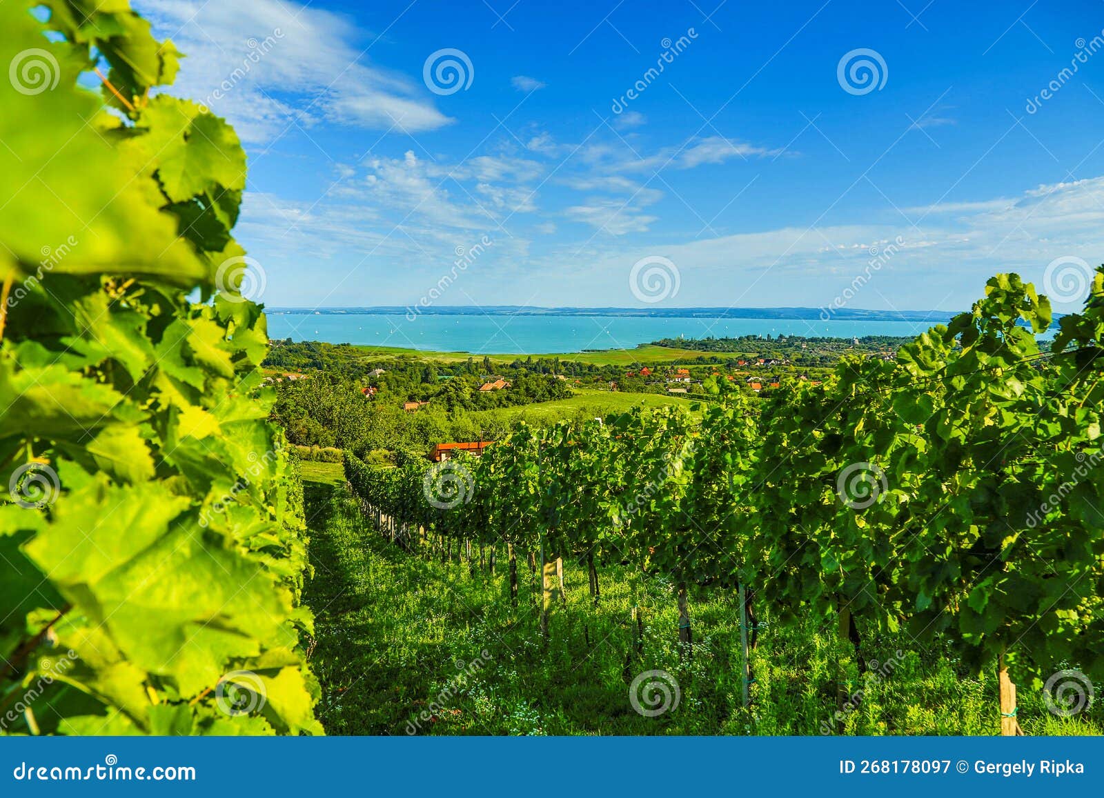 Landscape from Csopak Lake Balaton Stock Image - Image of countryside ...
