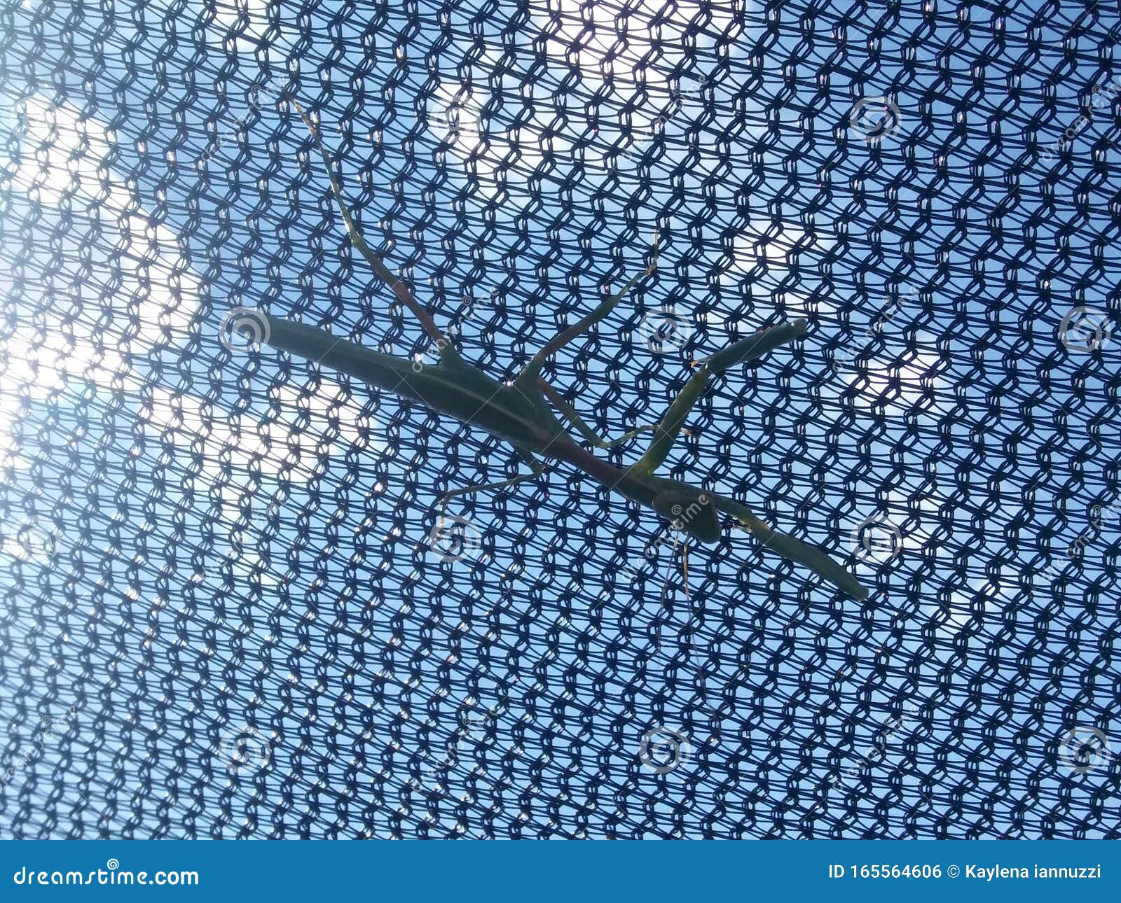 Cloudy Praying Mantis stock photo. Image of cloud, praying - 165564606