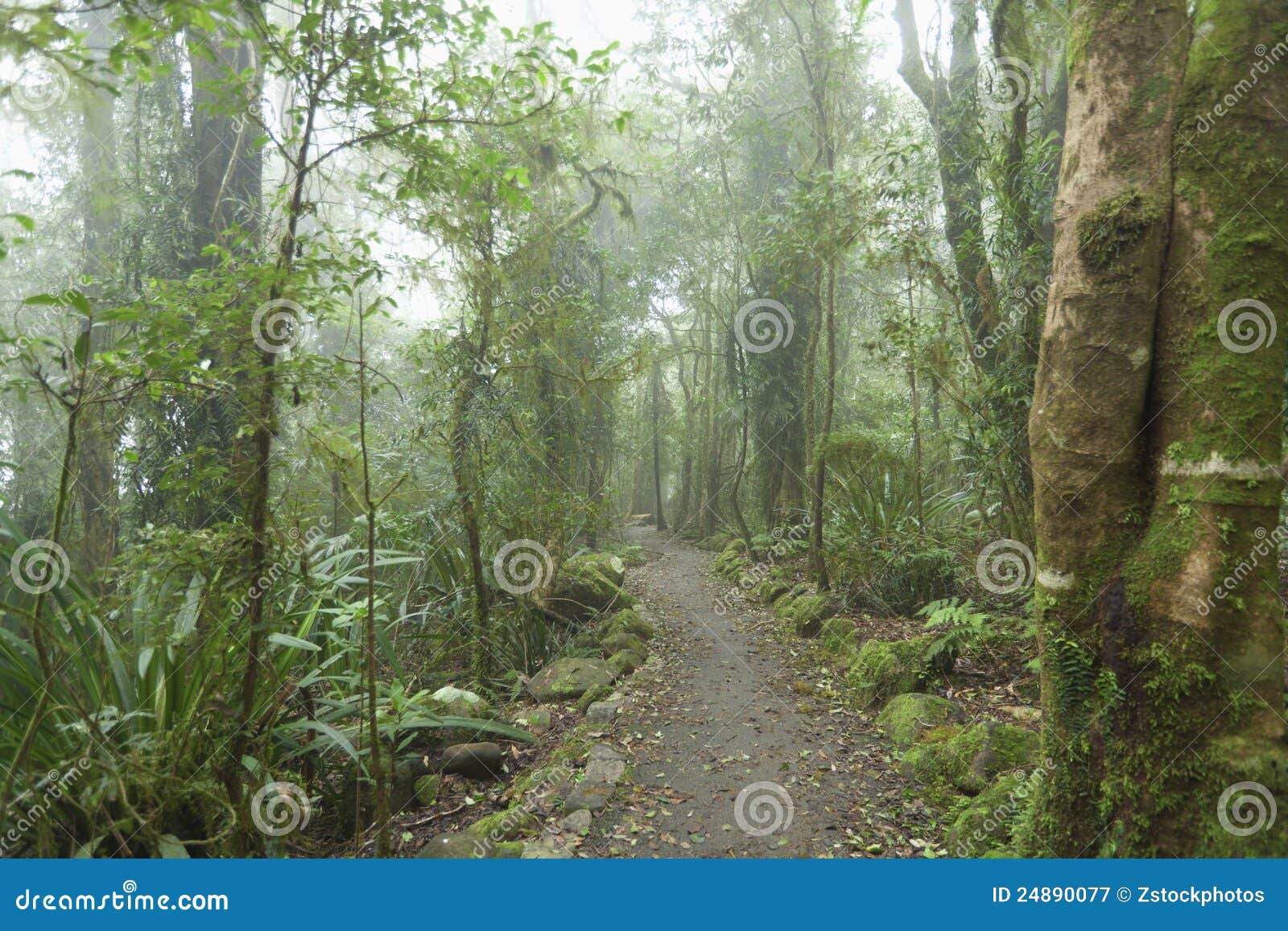 Cloudy rainforest. stock image. Image of mysterious, moist - 24890077