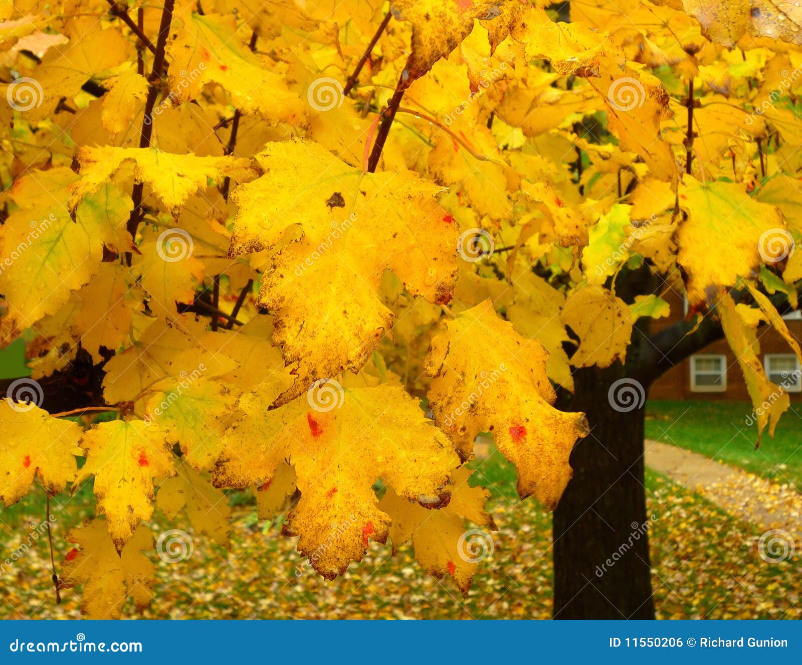 Cloudy Rainy Day Autumn stock photo. Image of nature - 11550206