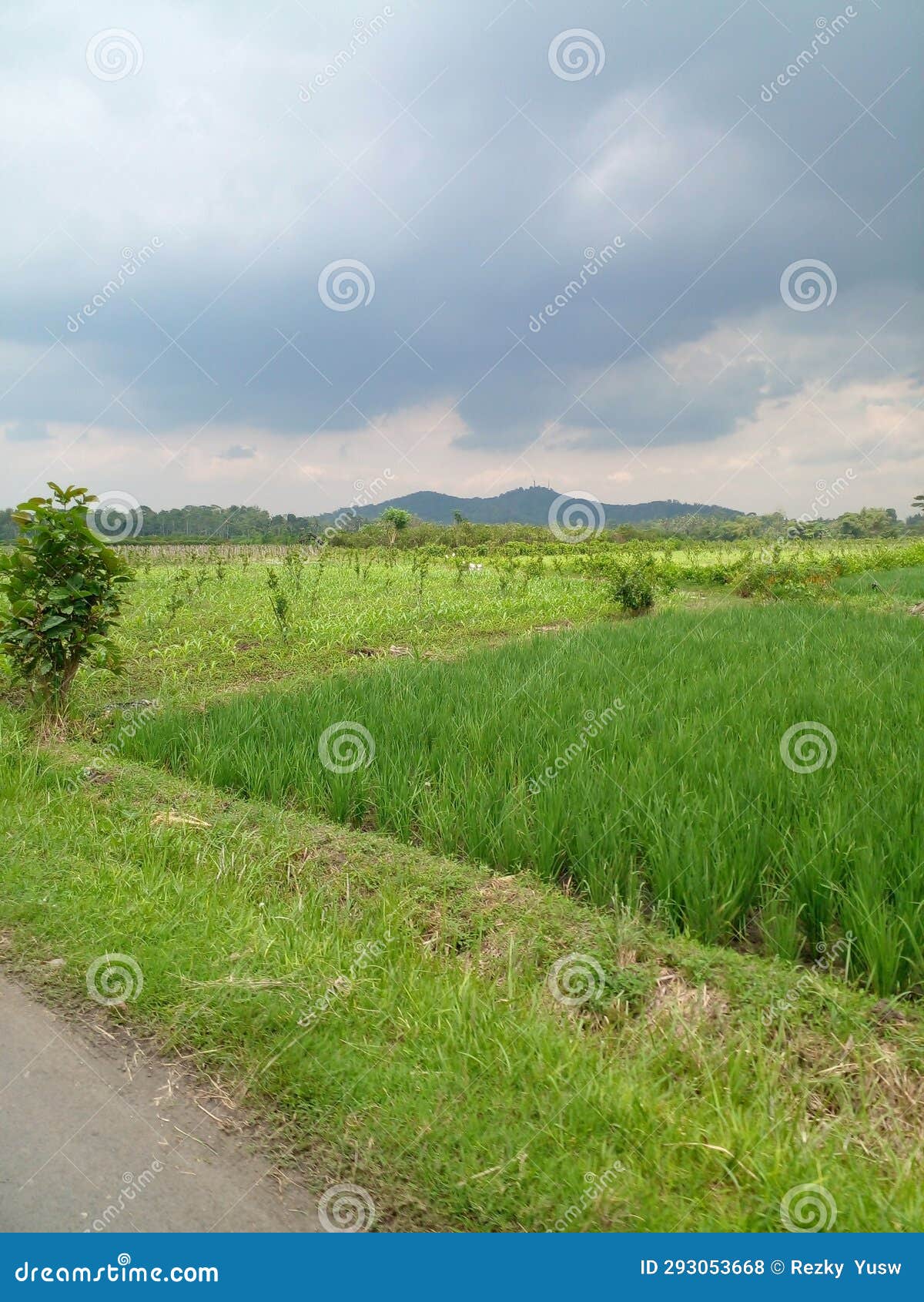 Cloudy in the rice fields stock photo. Image of meadow - 293053668