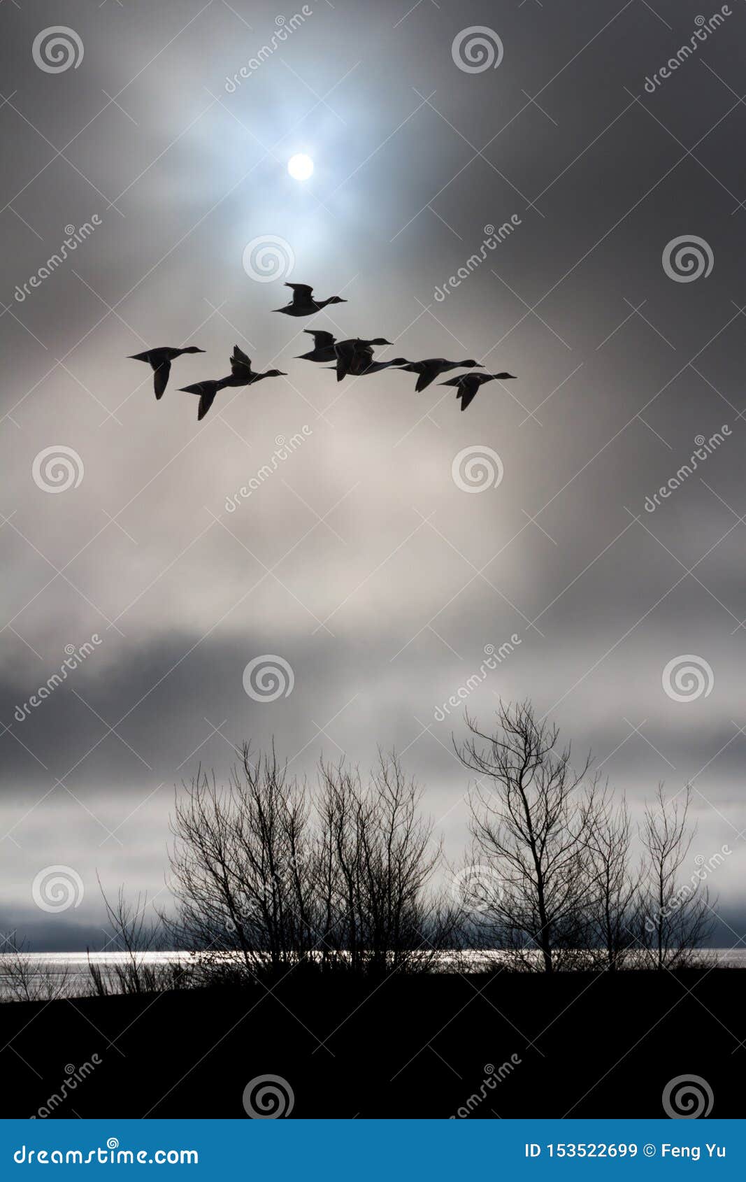 A flock of flying duck stock image. Image of winter - 153522699
