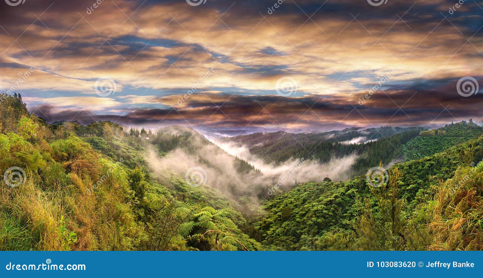 Primal forest stock photo. Image of primal, natural - 103083620