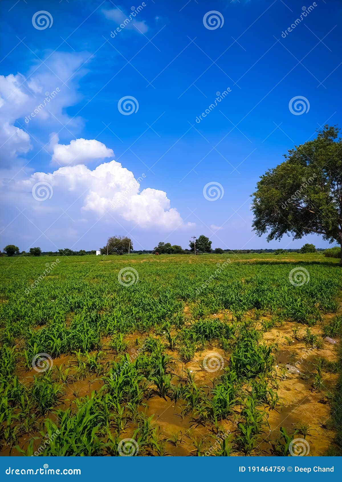 Cloudy Sky Over Green Millet Plants Field Stock Image - Image of ...