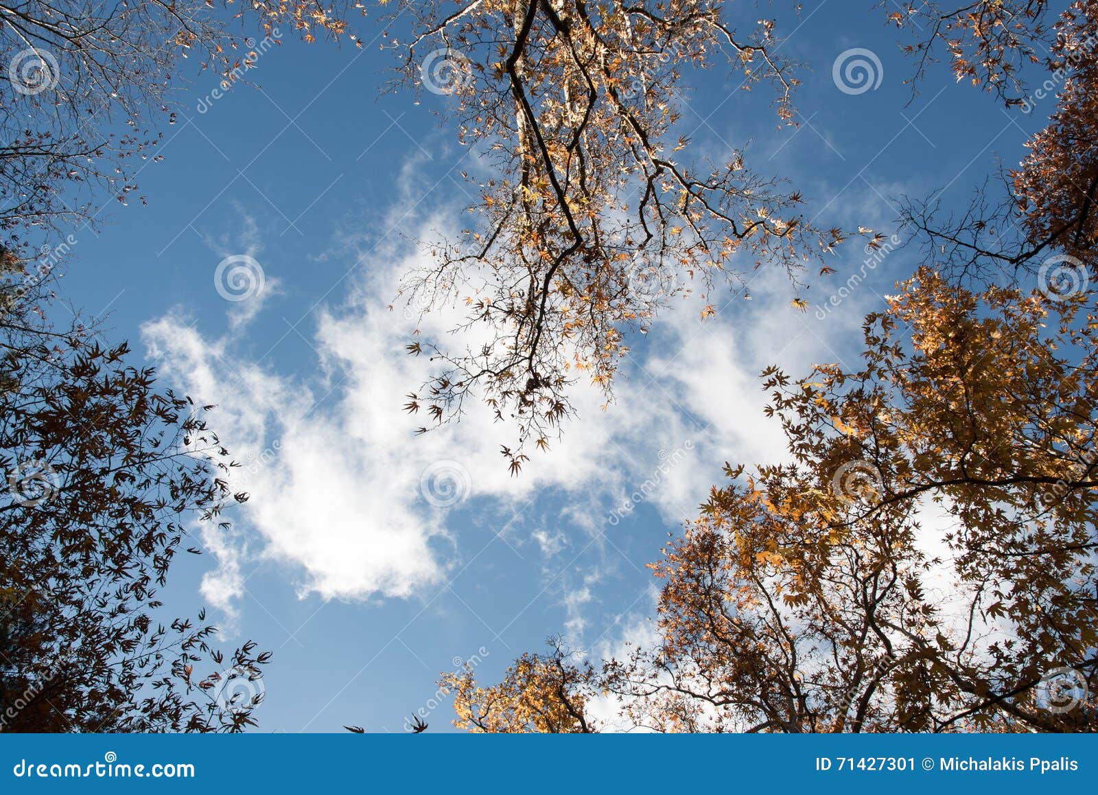 Cloudy sky between trees stock image. Image of yellow - 71427301