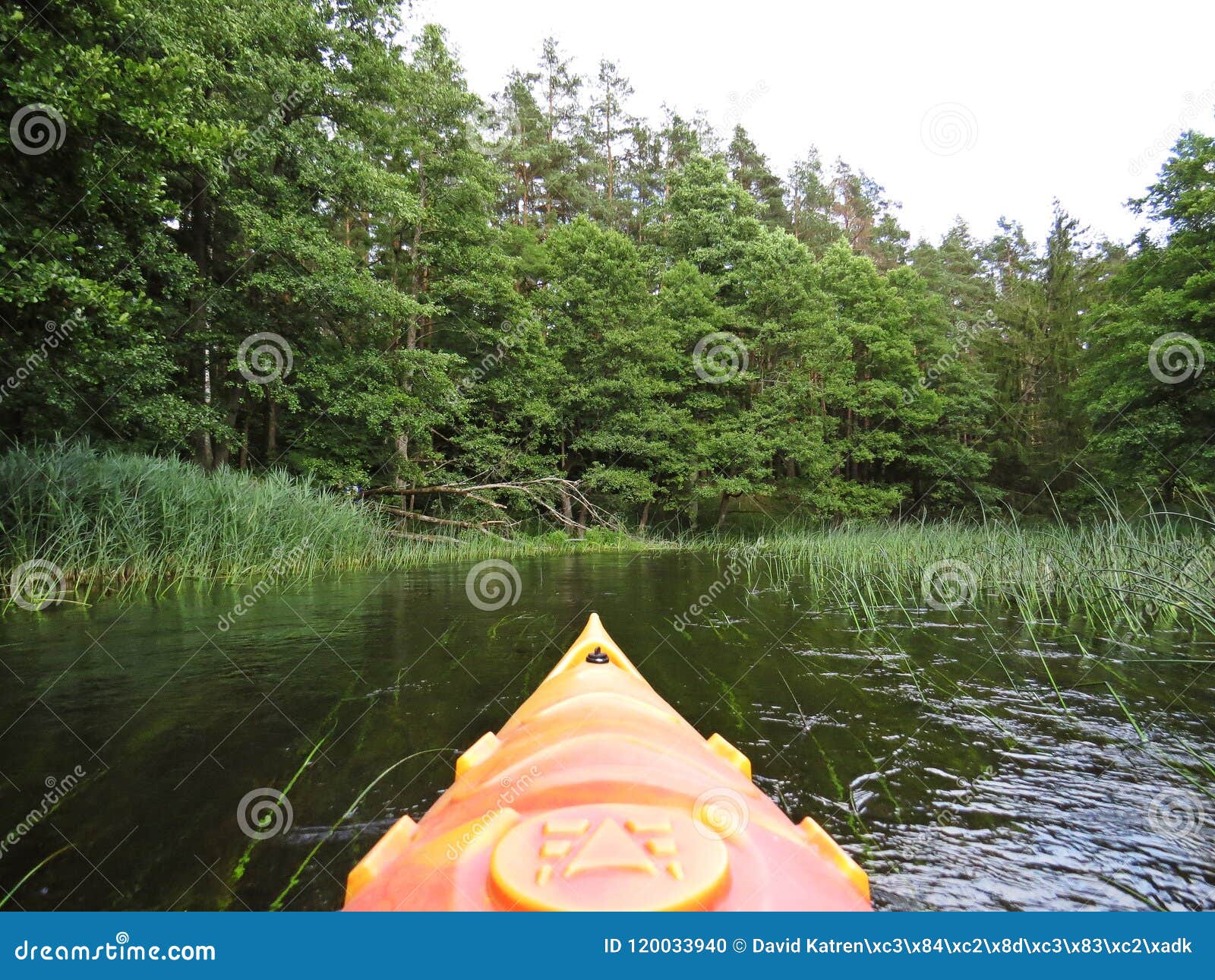 Cloudy Sky and Trees Forrest Reflection at Water Surface As Seen from ...