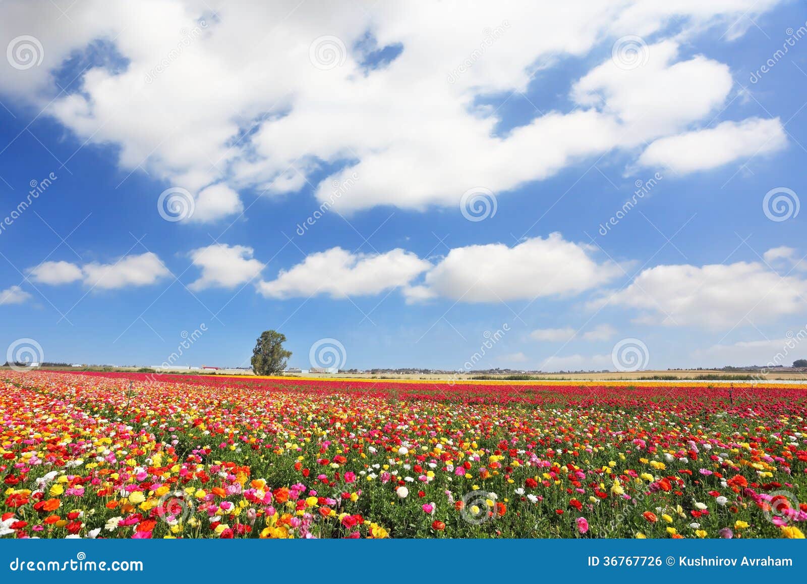 Cloudy Spring Day in Israel Stock Photo - Image of cloud, grass: 36767726