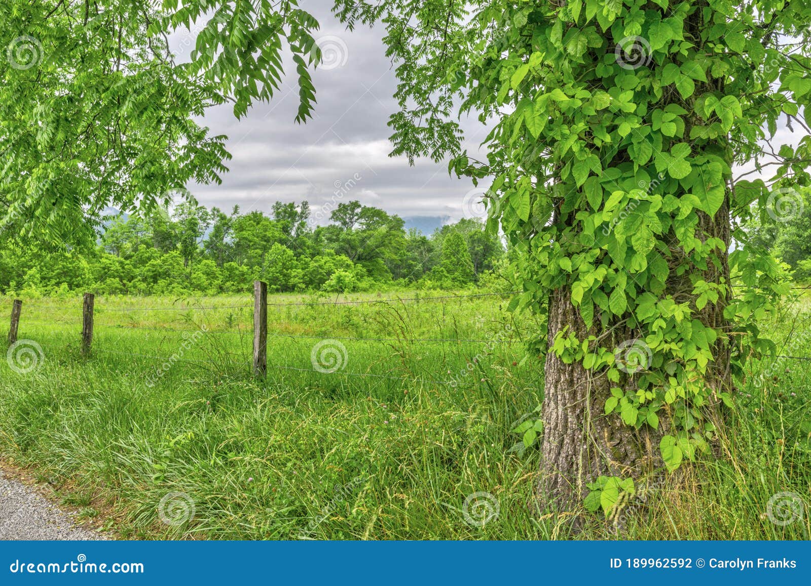 Cloudy Spring Morning in the Smokies Stock Photo - Image of road, fence ...