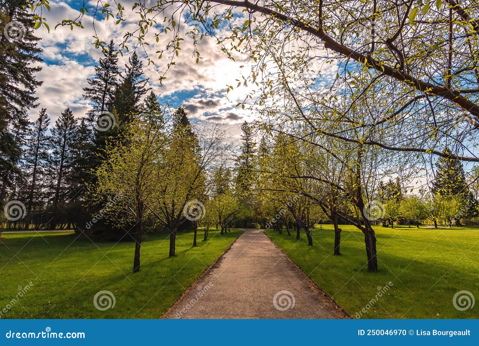 Sun Glowing Over a Park Pathway and Trees Stock Photo - Image of ...