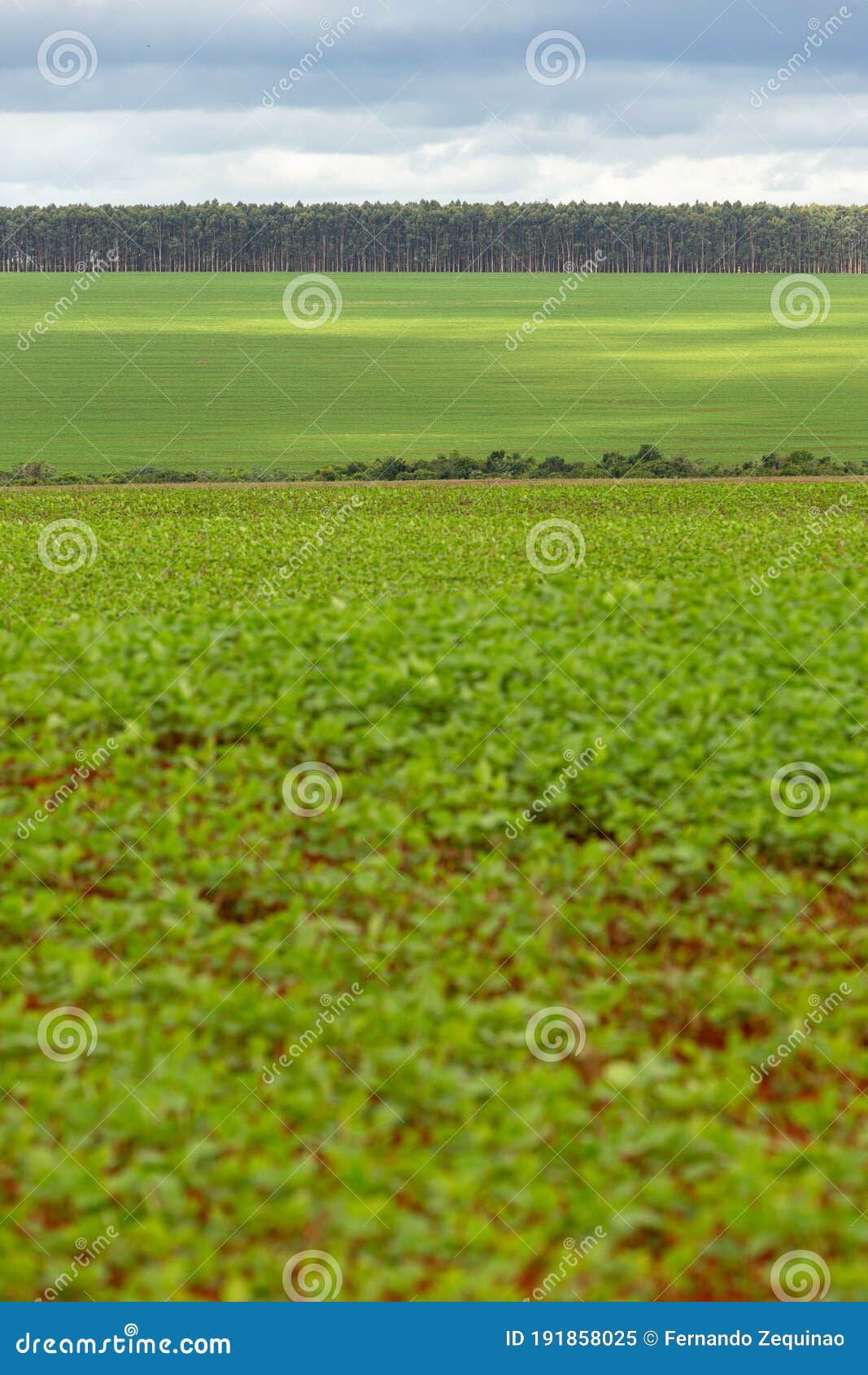 Cloudy and Sunny Field Crop Landscape with Beautiful Sun Rays and ...