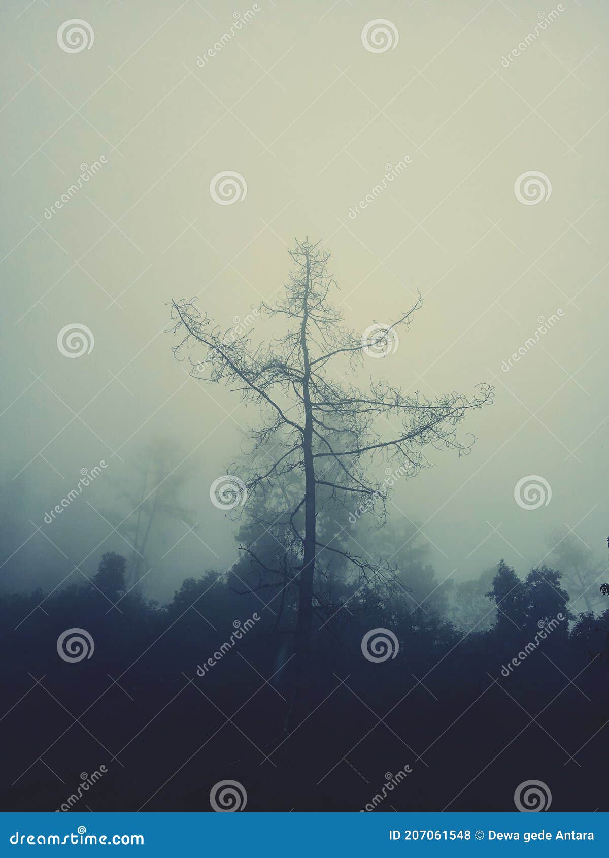 Cloudy Tree Raining Forest Shadow Branch Stock Photo - Image of branc ...