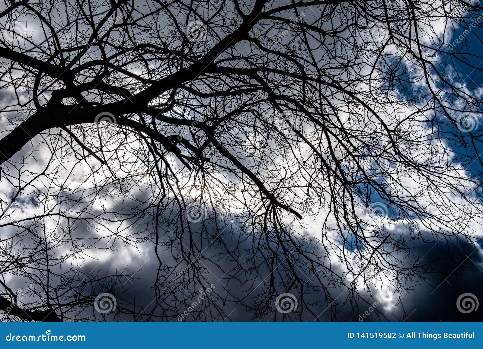 Cloudy tree in winter stock photo. Image of winter, clouds - 141519502