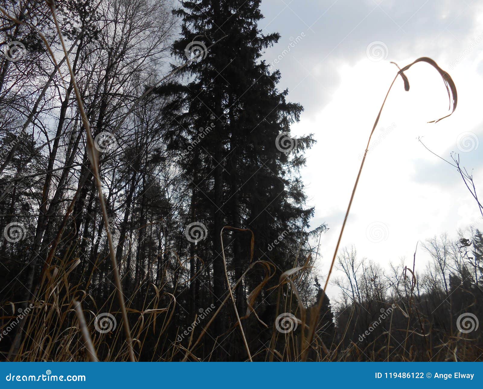 Cloudy Weather in the Forest in Spring. Stock Photo - Image of horizon ...