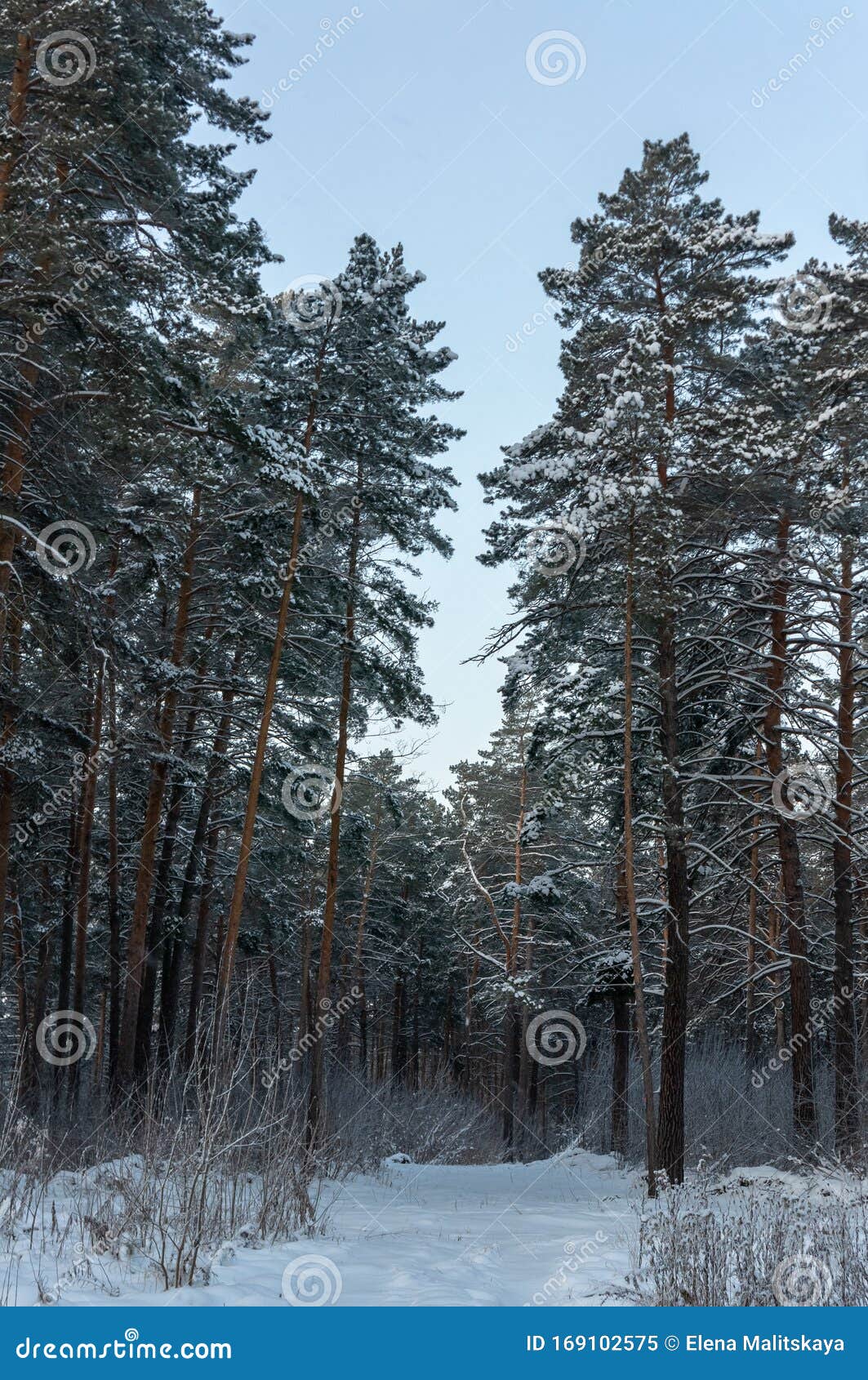 Cloudy Winter Morning in a Pine Forest. Winter Landscape Stock Image ...