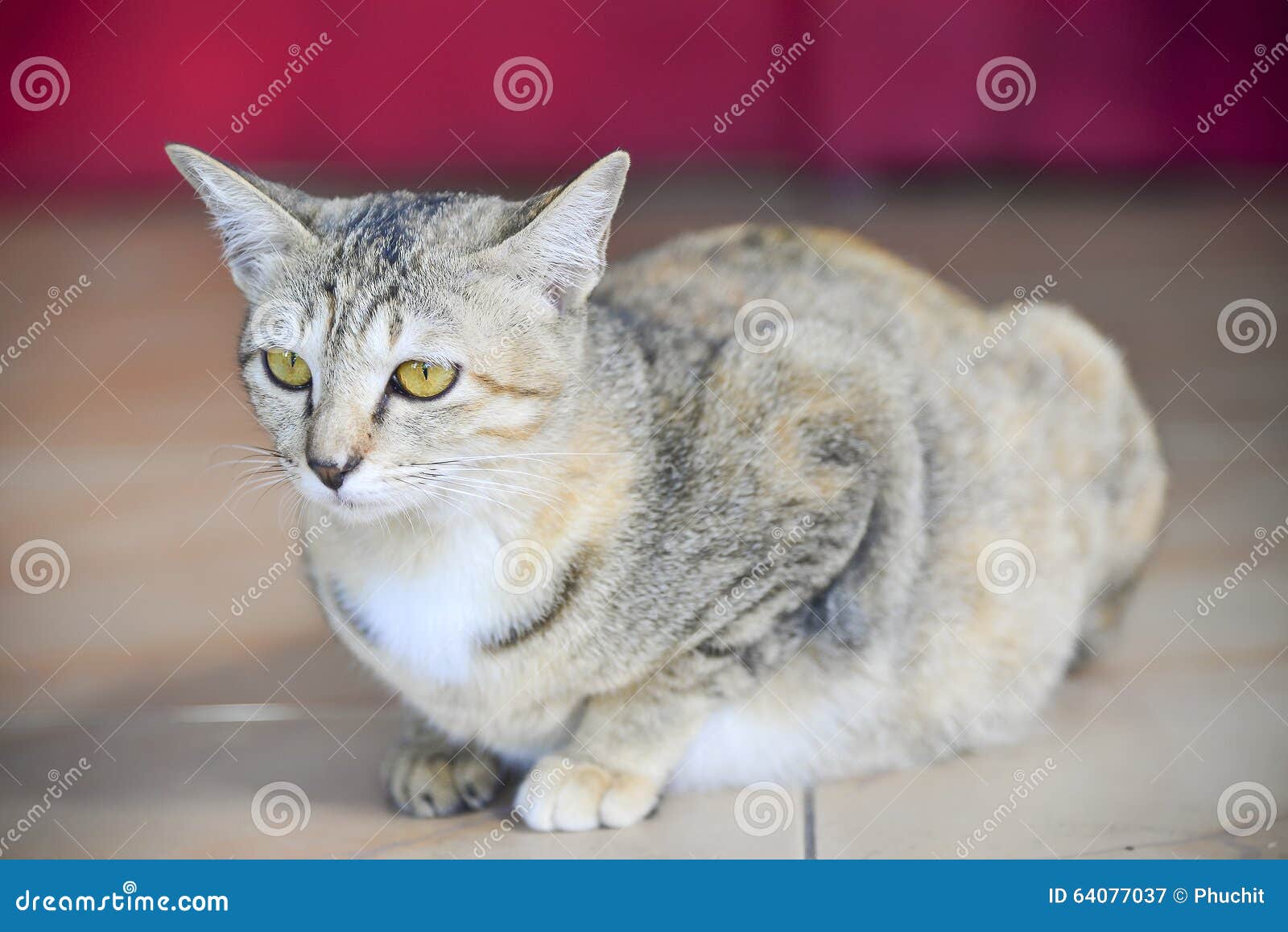 Clouo of the cat stock image. Image of closeup, cats - 64077037