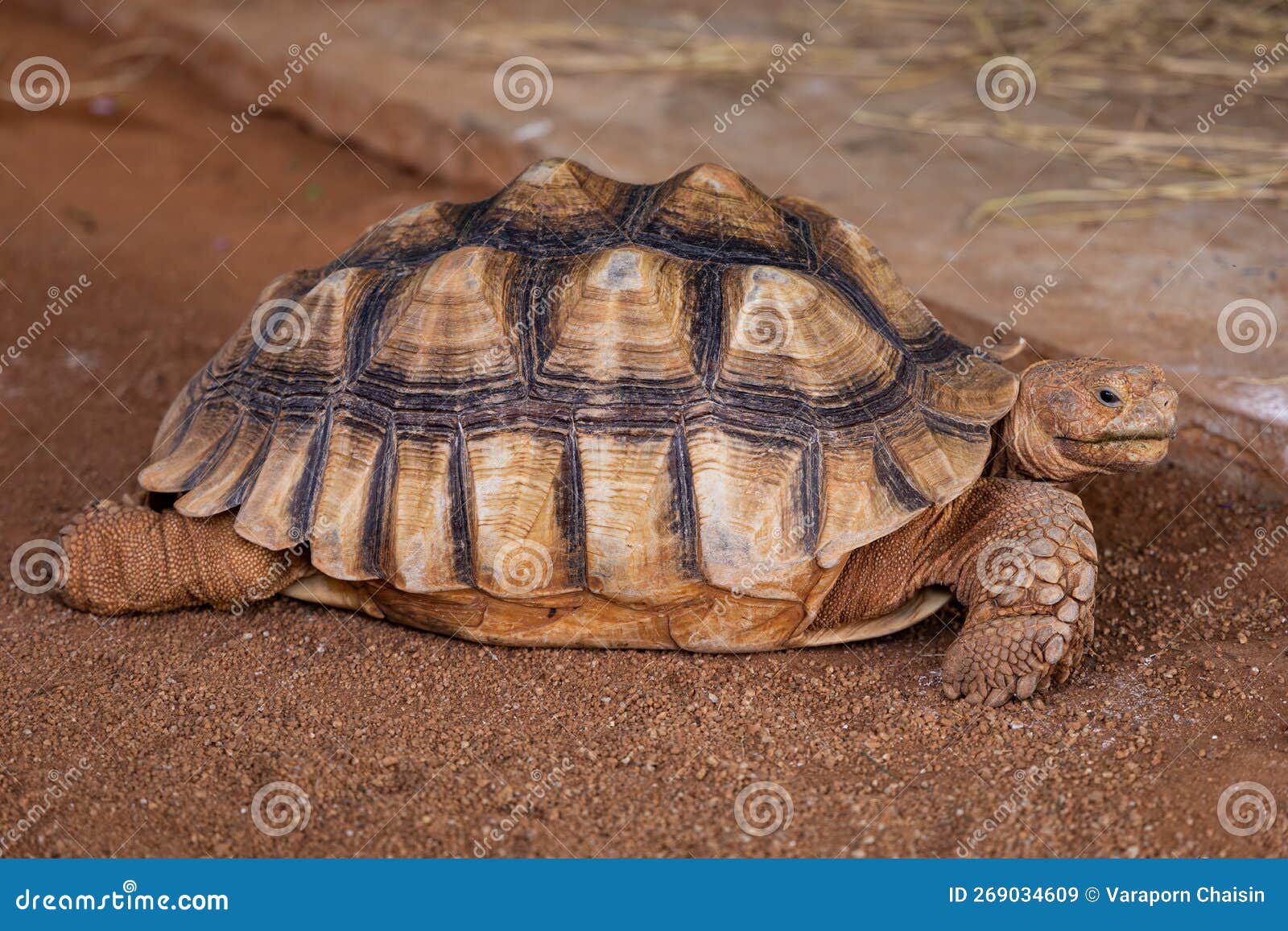 Clouse-up Of A Angonoka Or Ploughshare Tortoise Royalty-Free Stock ...