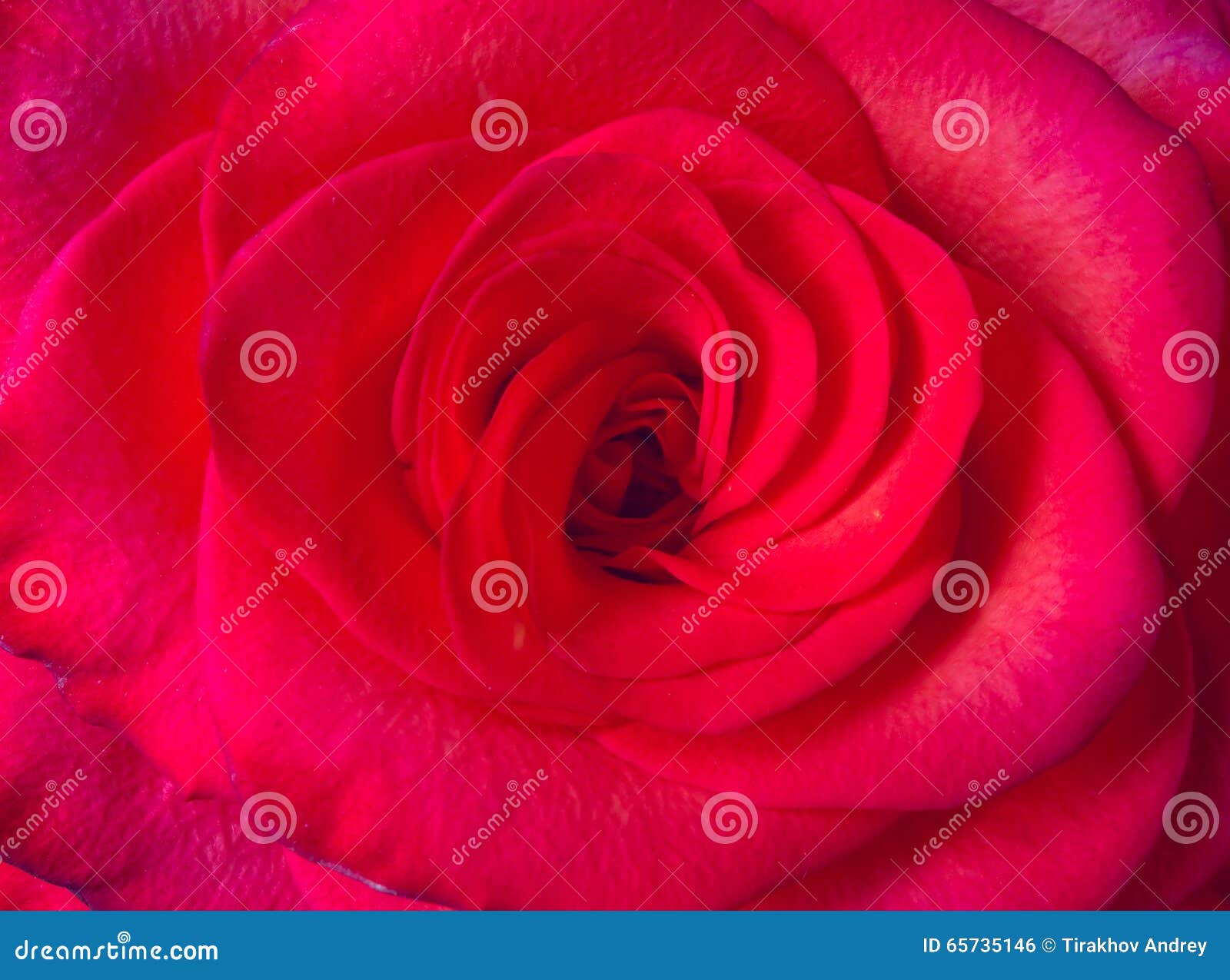 Clouse Up Beautiful Red Rouse Stock Photo - Image of floral, isolated ...