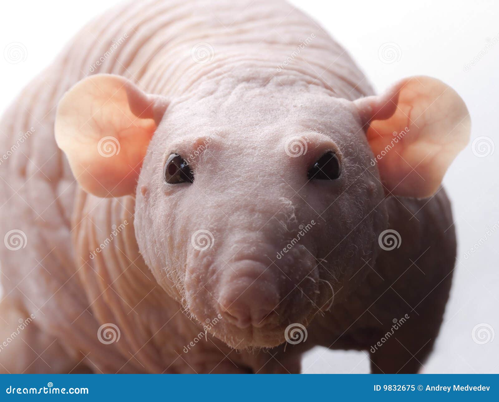 Clouse-up of hairless rat stock image. Image of leather - 9832675