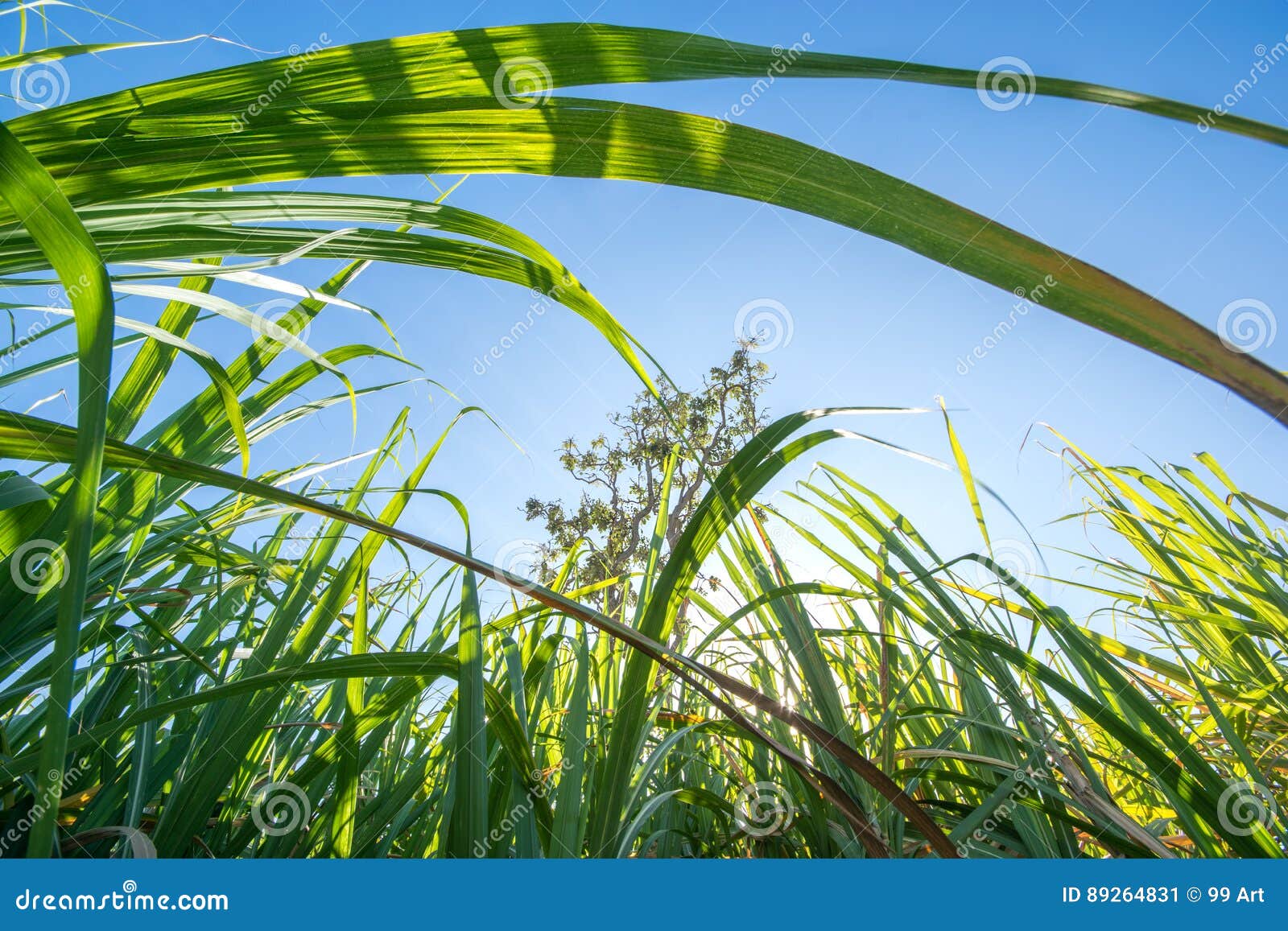 Clouse Up Sugar Cane Field with Blue Sky and Sun Rays Nature Ba Stock ...