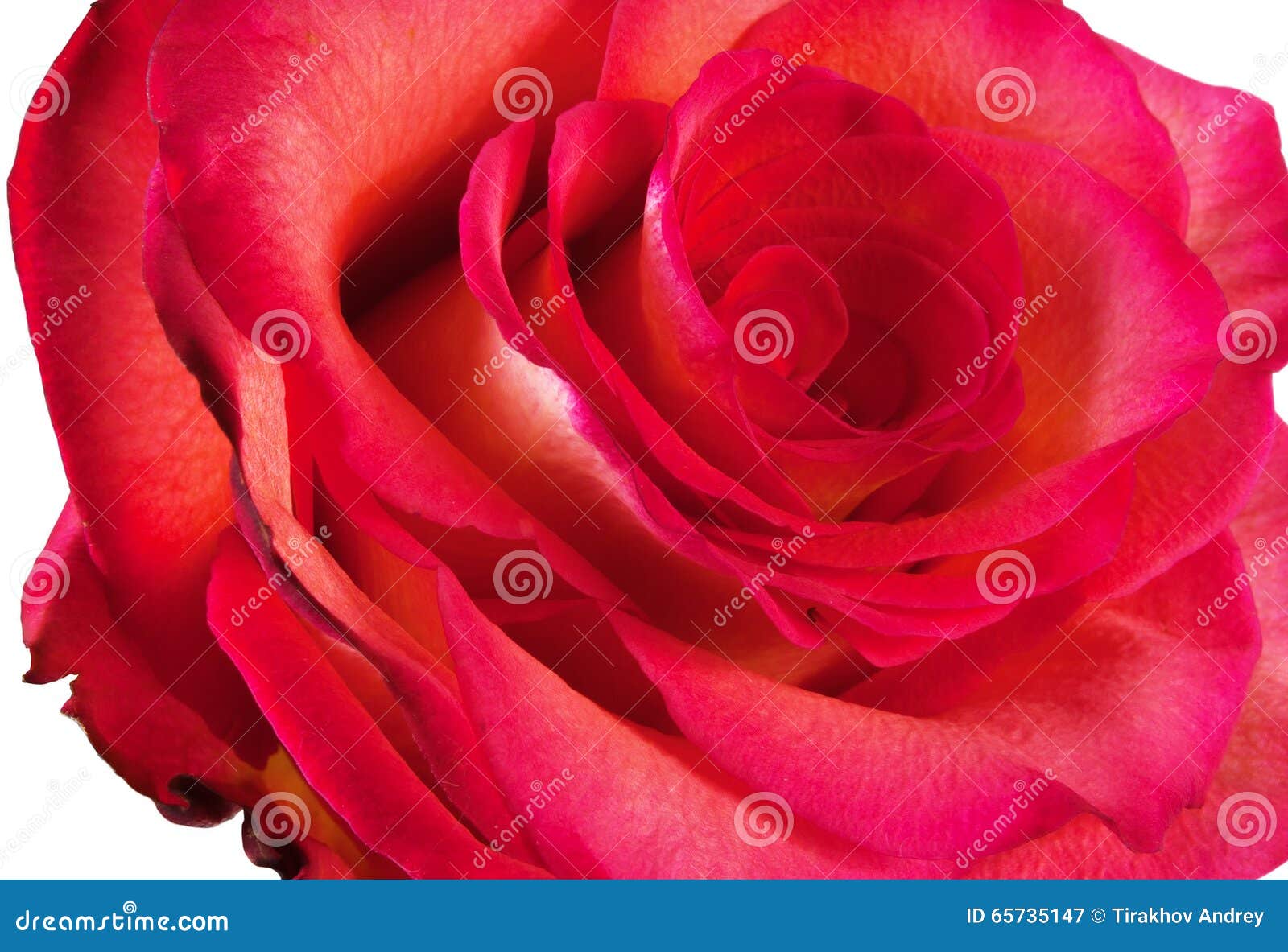 Clouseup of Beautiful Red Rouse Stock Image - Image of foreground ...