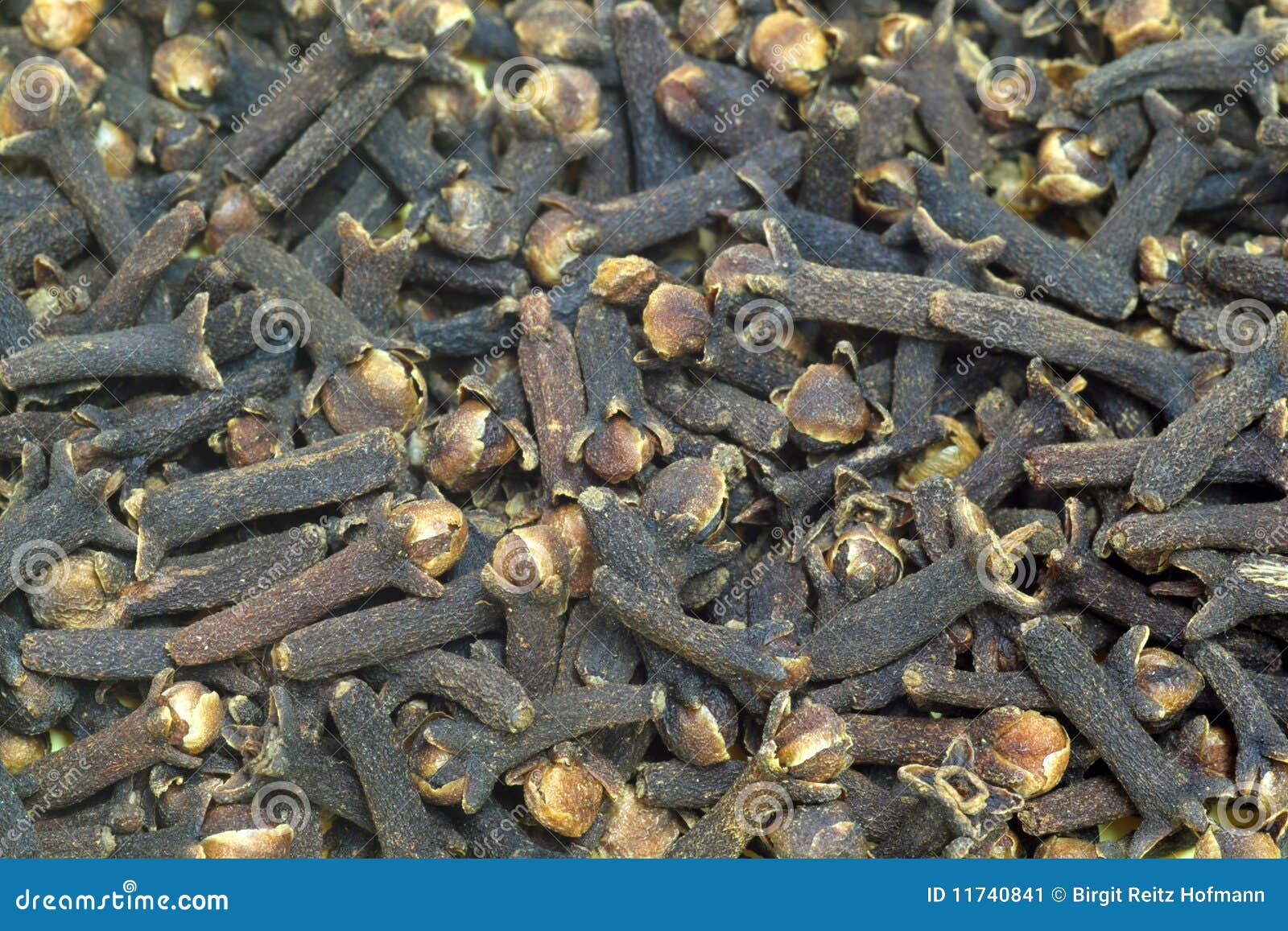 Clove stock image. Image of gourmet, spicy, seasoning - 11740841