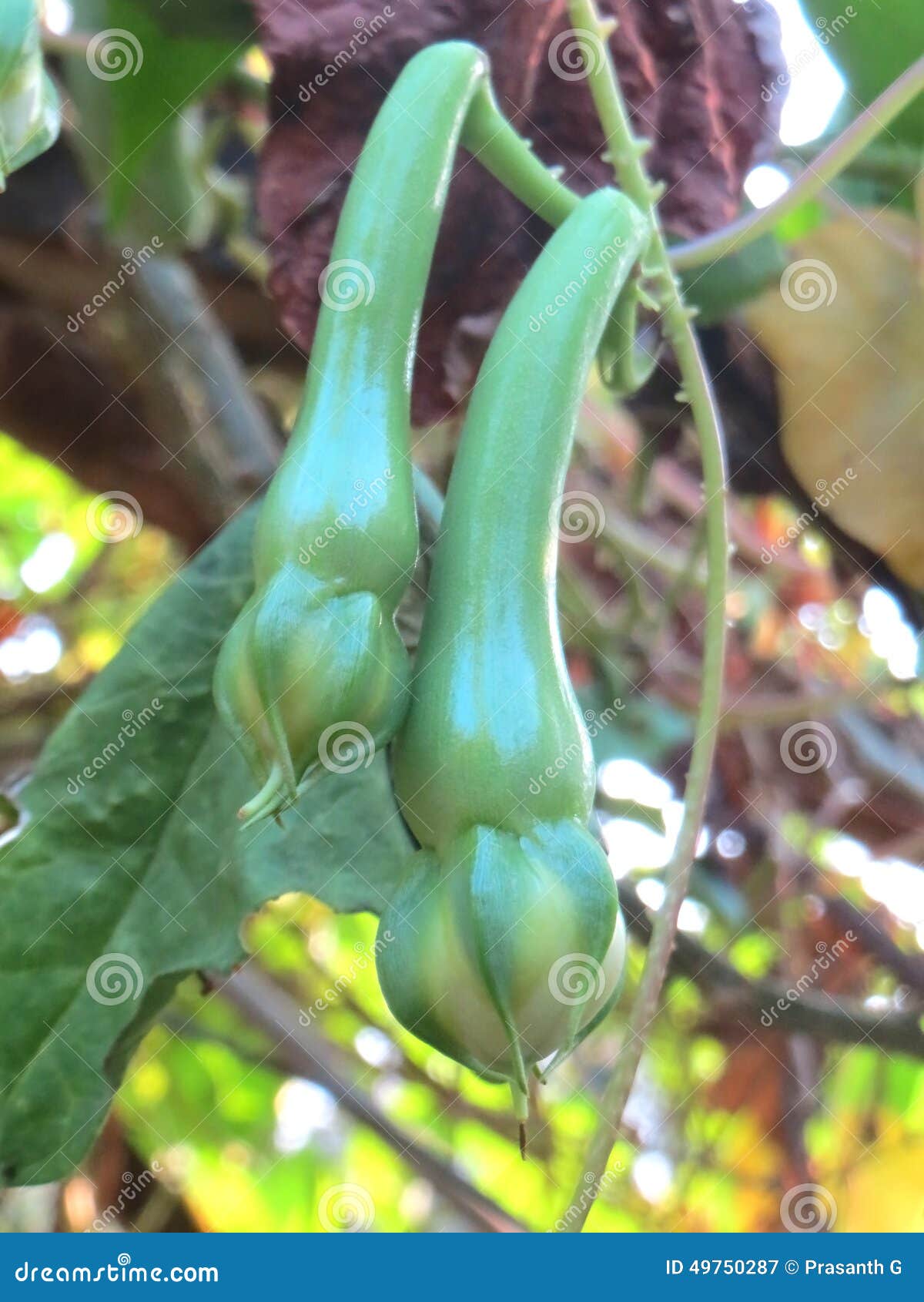Clove bean stock image. Image of nutritional, vazhuthana - 49750287