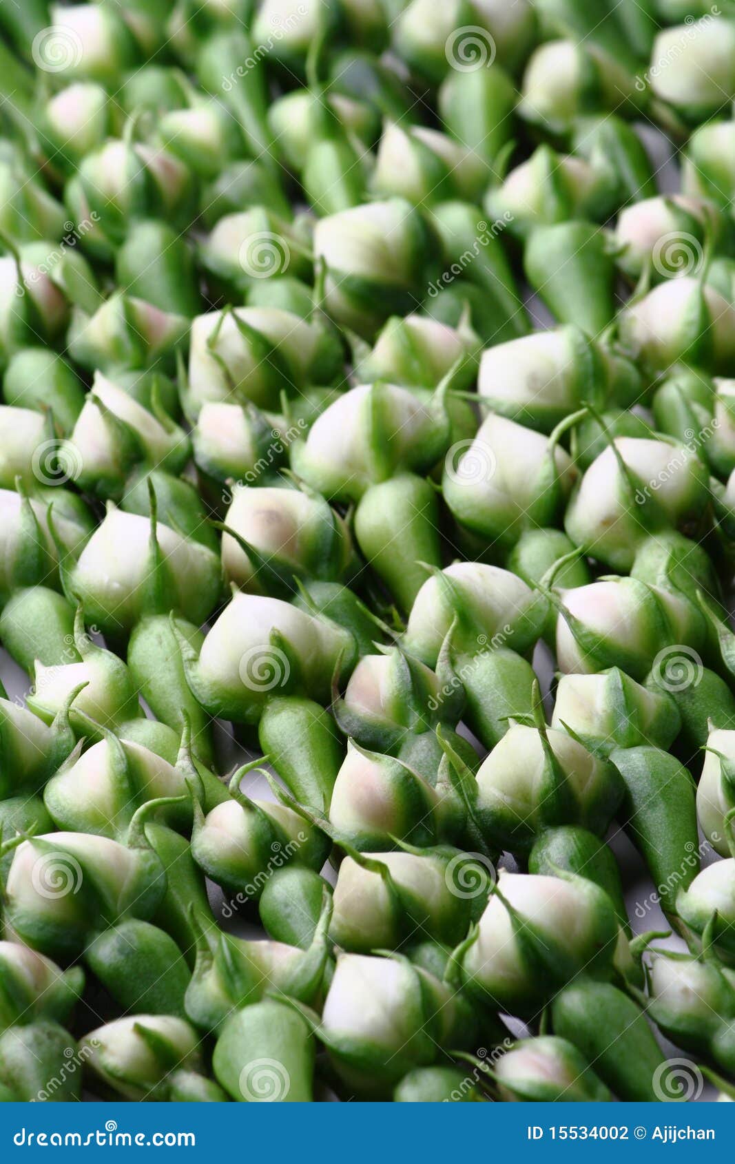 Clove bean fruits stock photo. Image of bean, shaped - 15534002