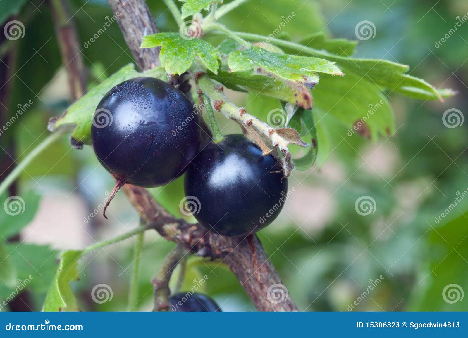 Clove currant fruits stock image. Image of clove, bush - 15306323