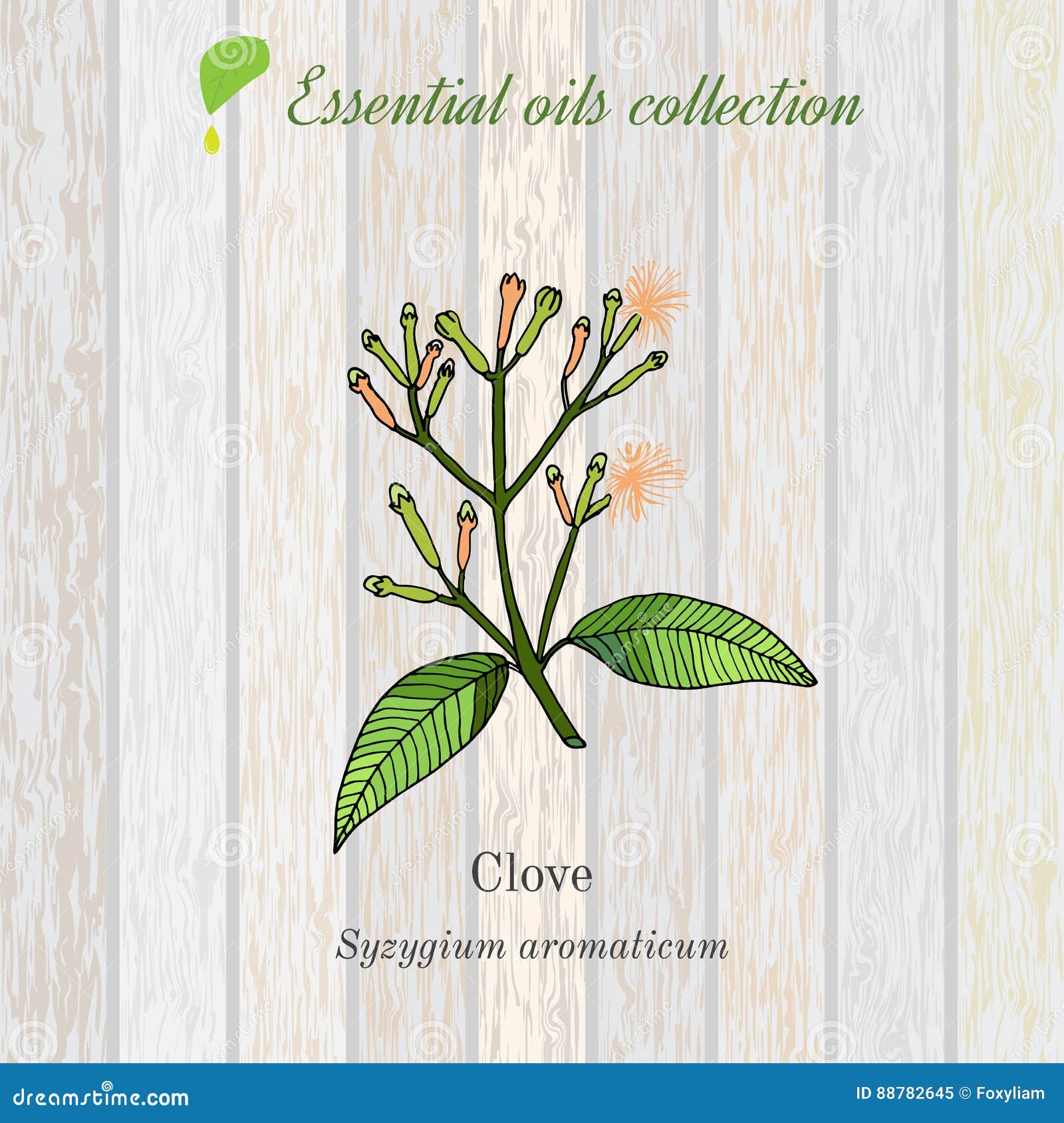 Clove, Essential Oil Label, Aromatic Plant. Stock Vector - Illustration ...