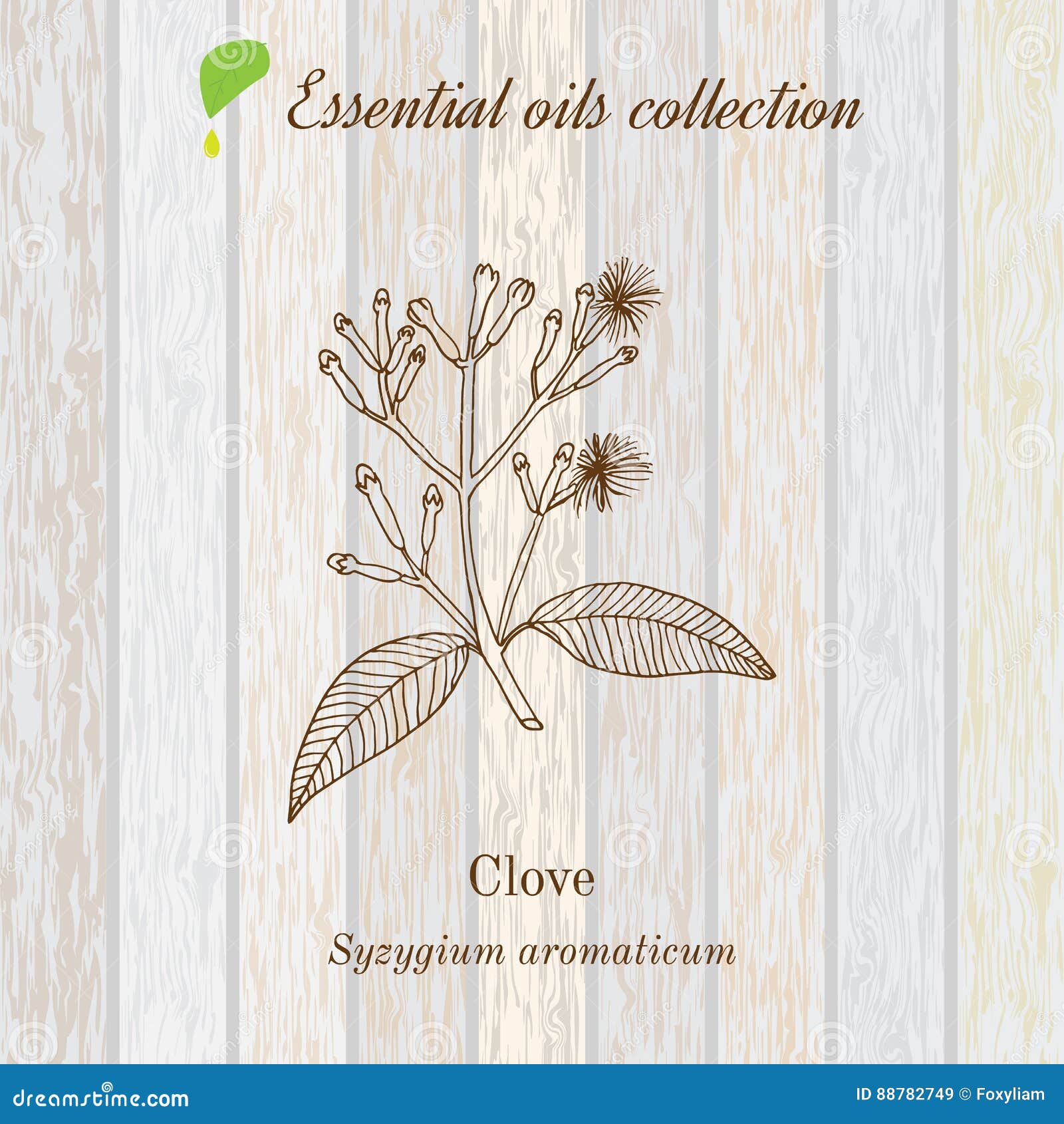 Clove, Essential Oil Label, Aromatic Plant. Vector Illustration Stock ...