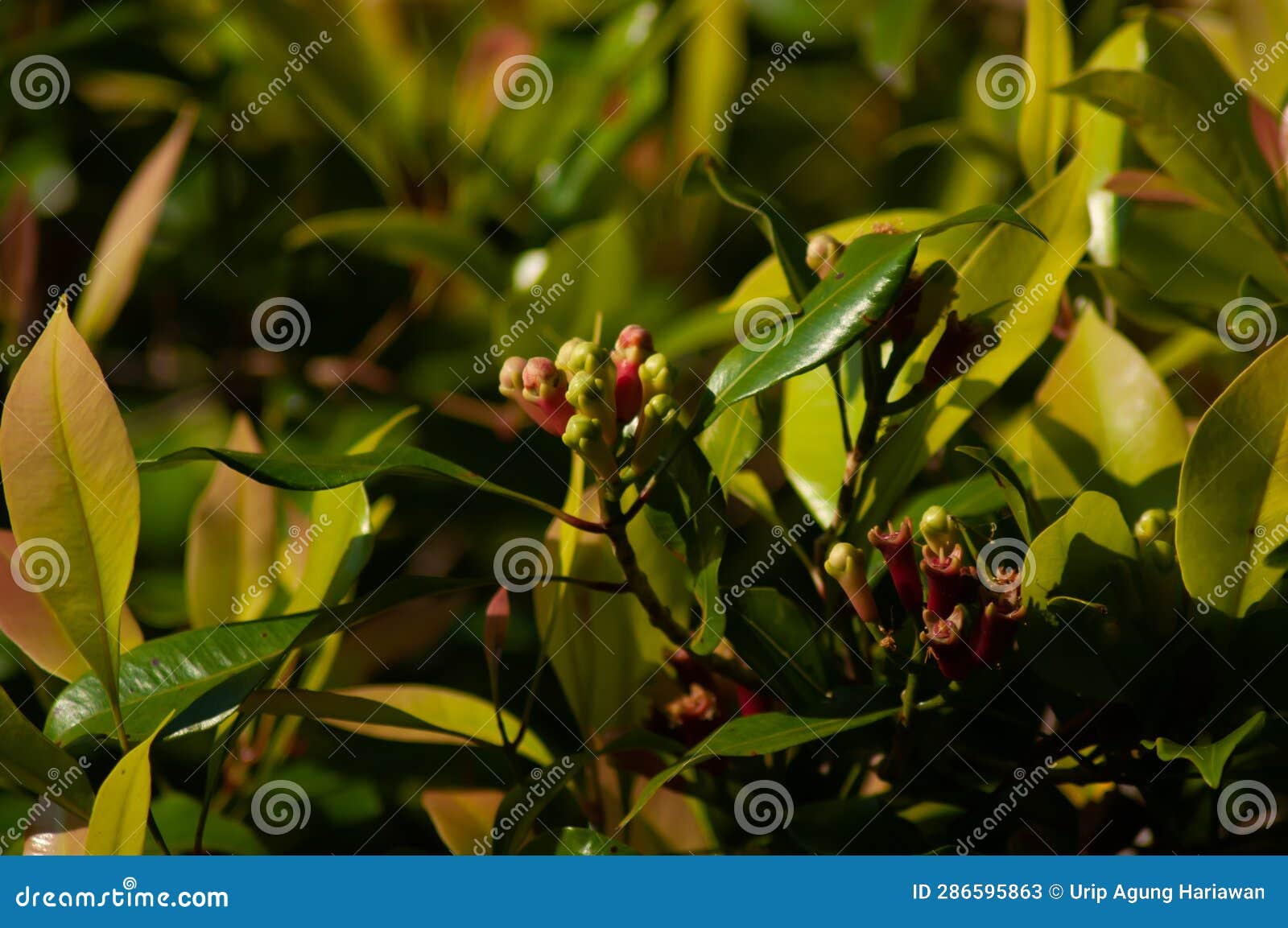 Clove Flower and Leaf in Farmland Stock Image - Image of flower, clove ...